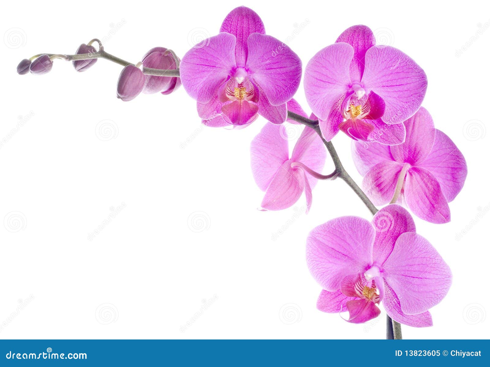 Pink Orchid stock image. Image of isolated, elegance - 13823605