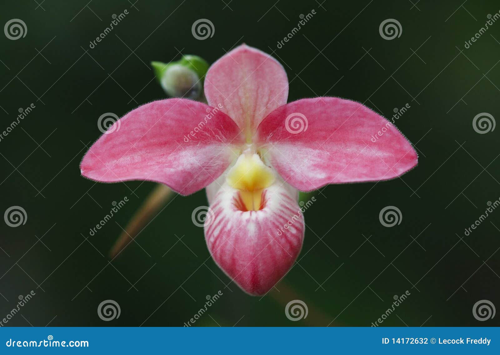 Pink orchid stock photo. Image of bright, spring, petal - 14172632