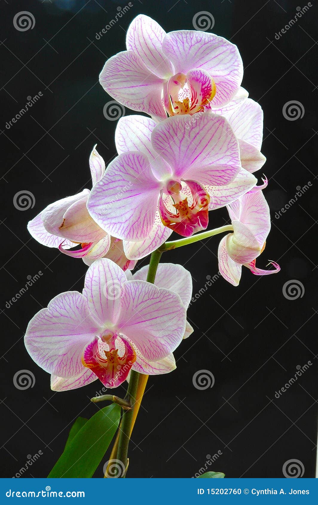 Pink Orchid stock photo. Image of blossom, pink, relaxation - 15202760