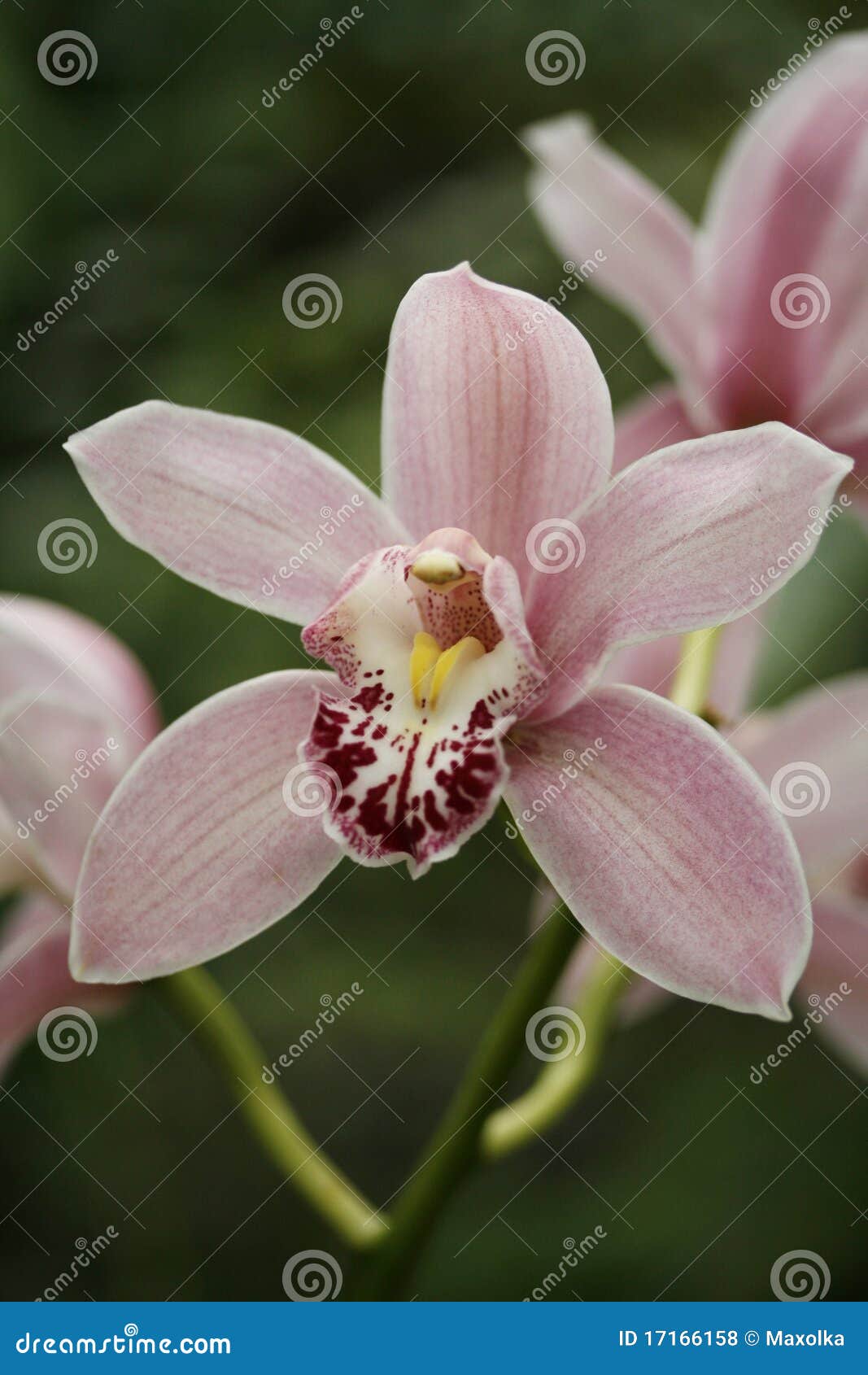Pink orchid stock photo. Image of botanic, greenhouse - 17166158