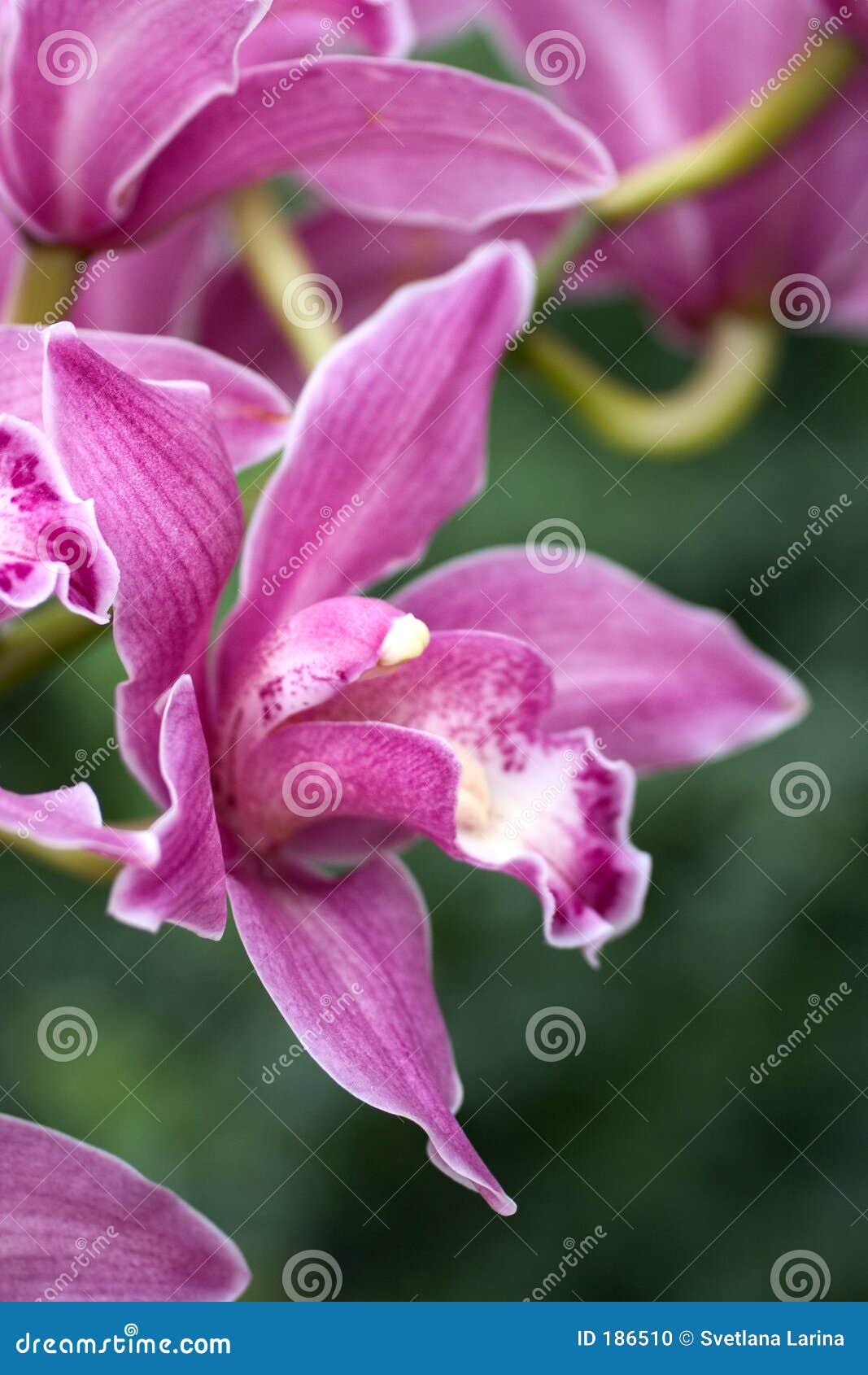Pink orchid stock photo. Image of life, pink, delicate - 186510