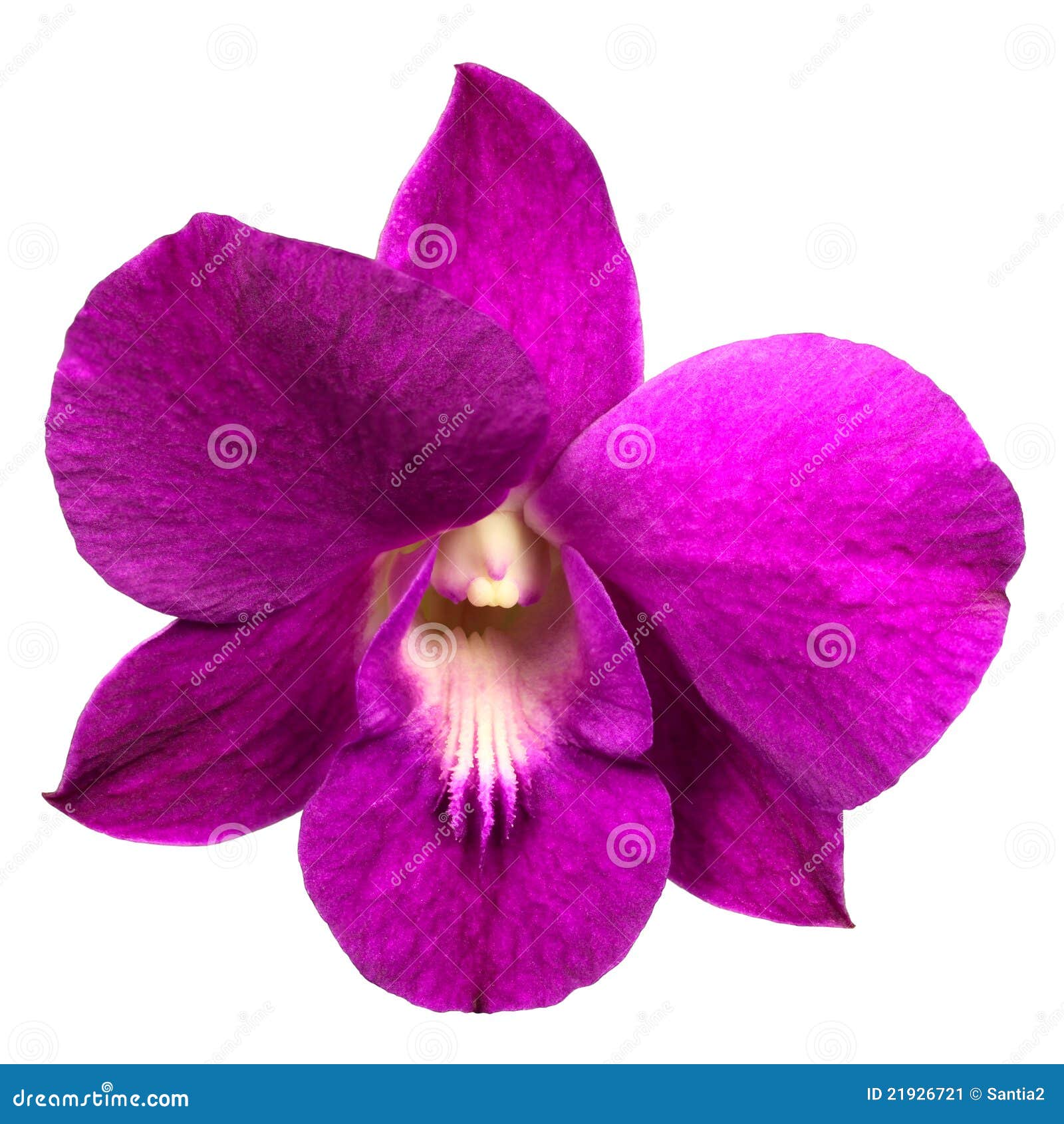 Pink orchid stock image. Image of purple, orchidea, botanical - 21926721