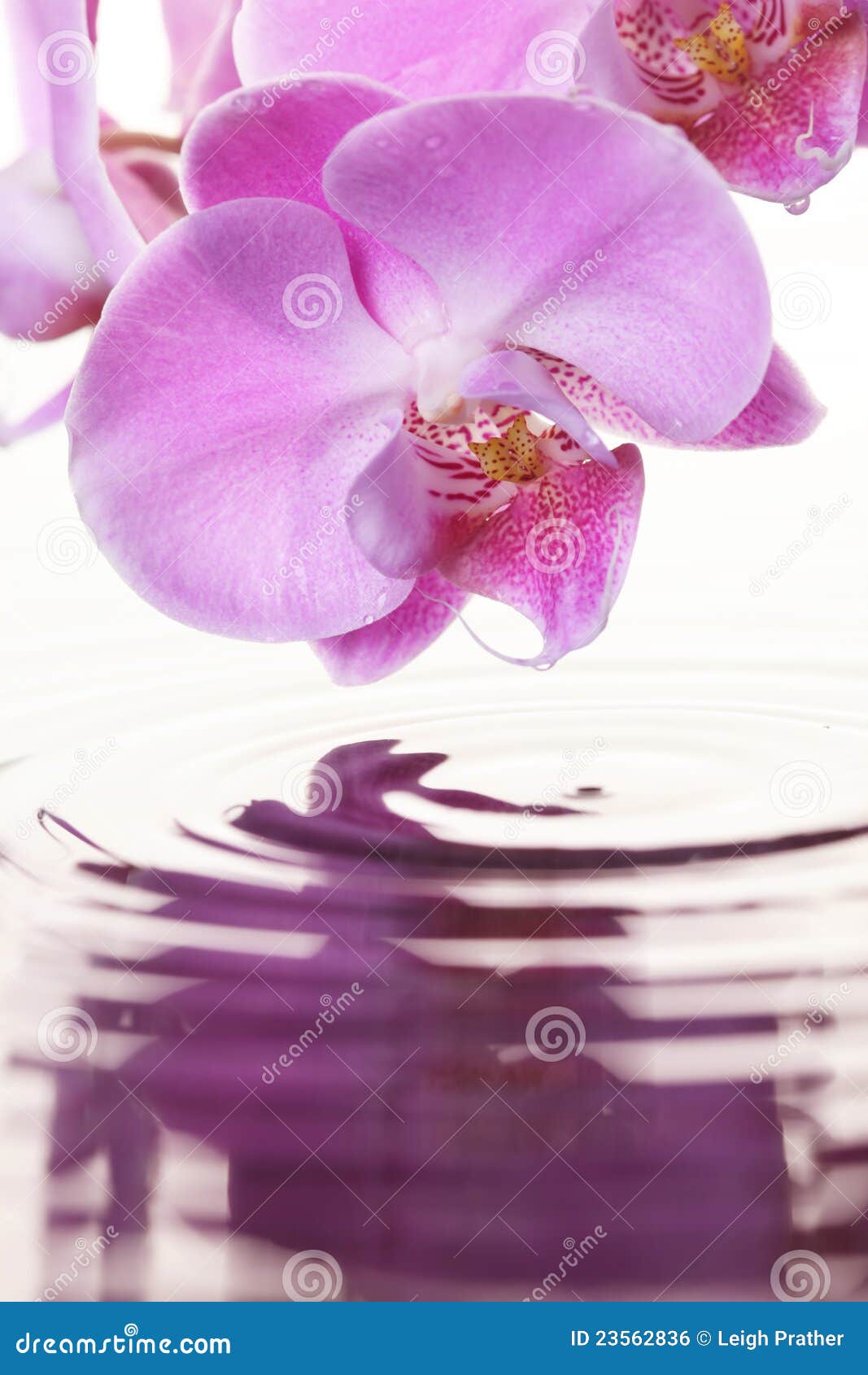 Pink Orchid stock photo. Image of beauty, beautiful, dripping - 23562836