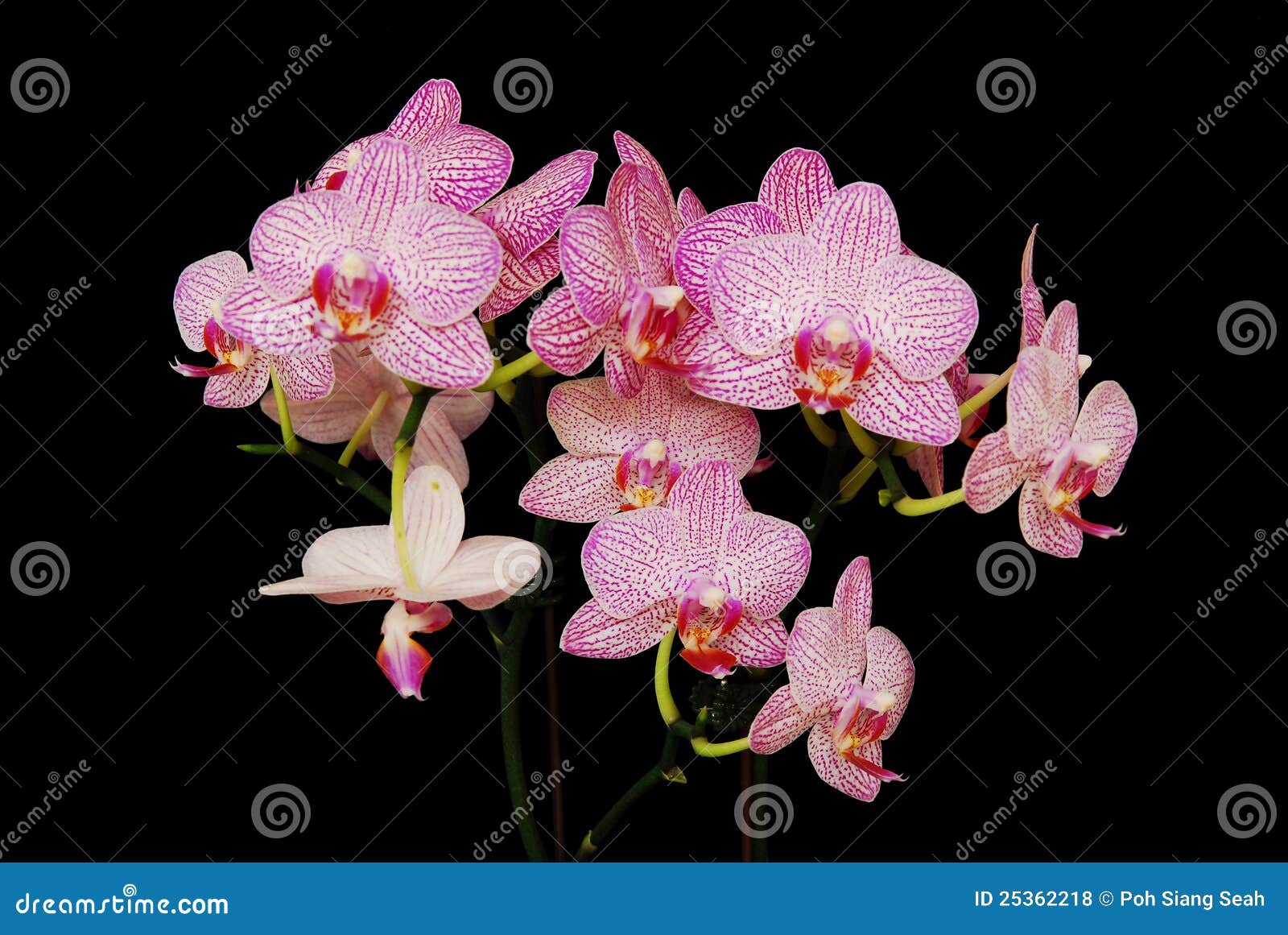 Pink Orchid stock photo. Image of orchidist, garden, nature - 25362218