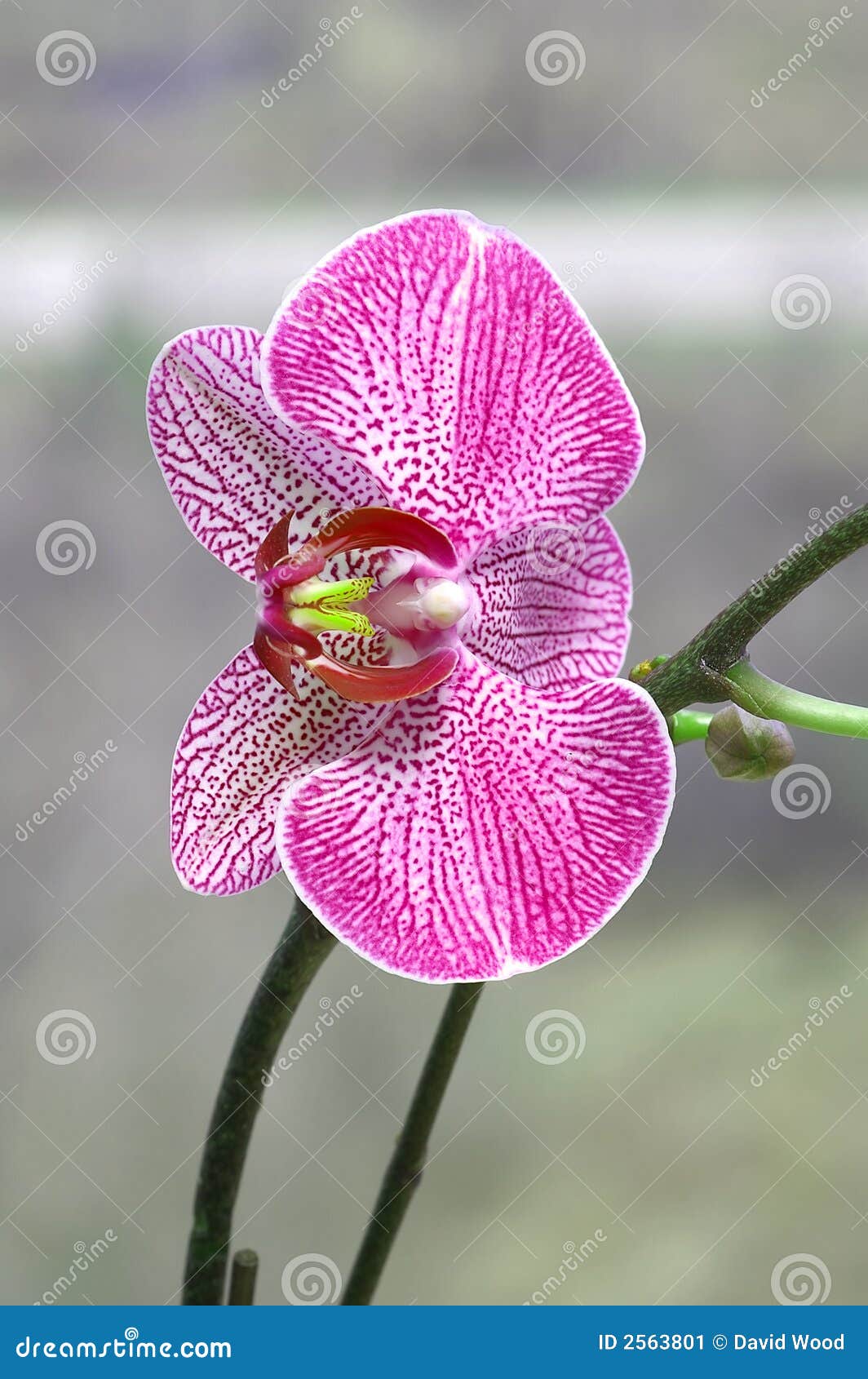 Pink Orchid Picture. Image: 2563801