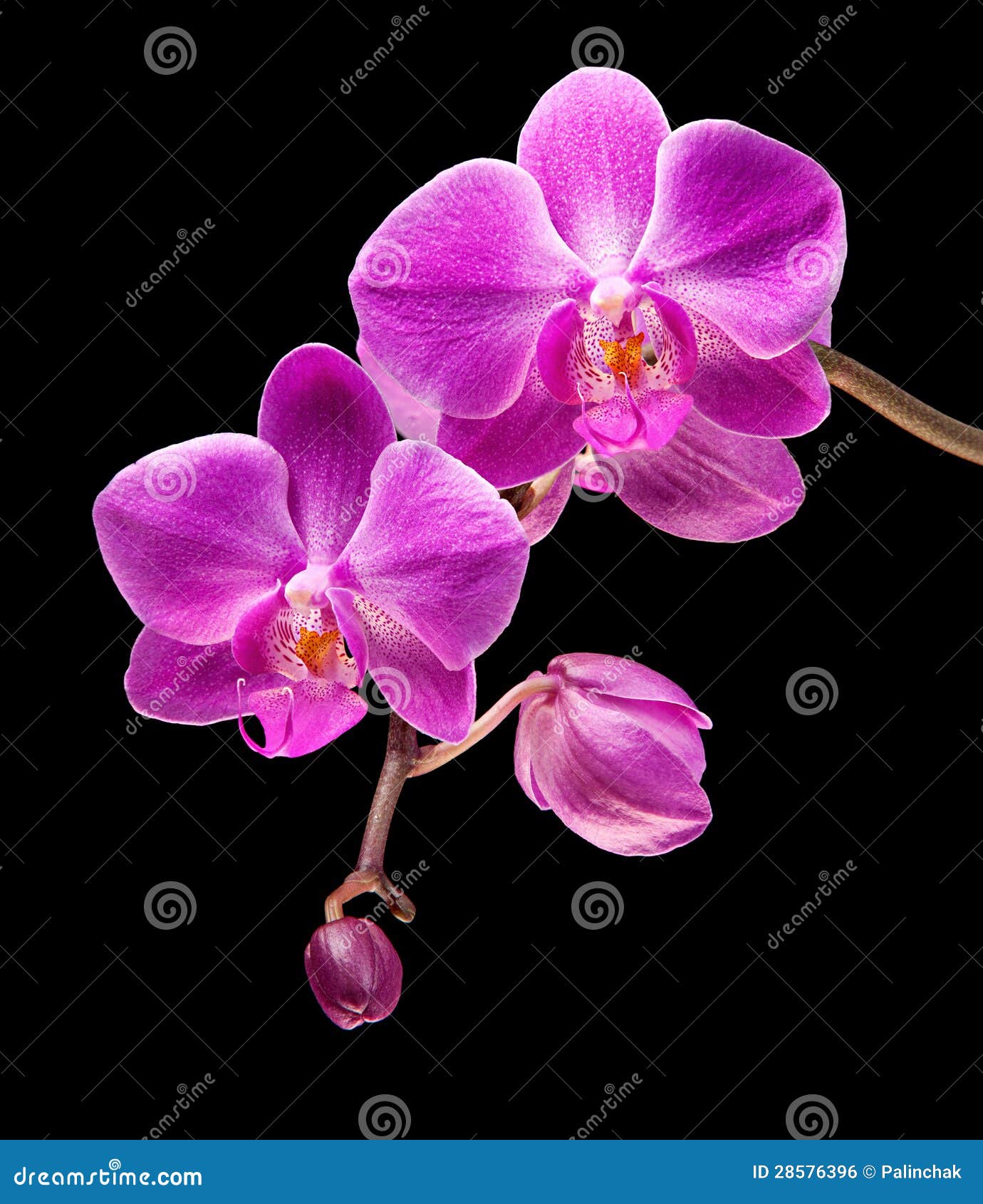 Pink orchid stock photo. Image of closeup, color, object - 28576396