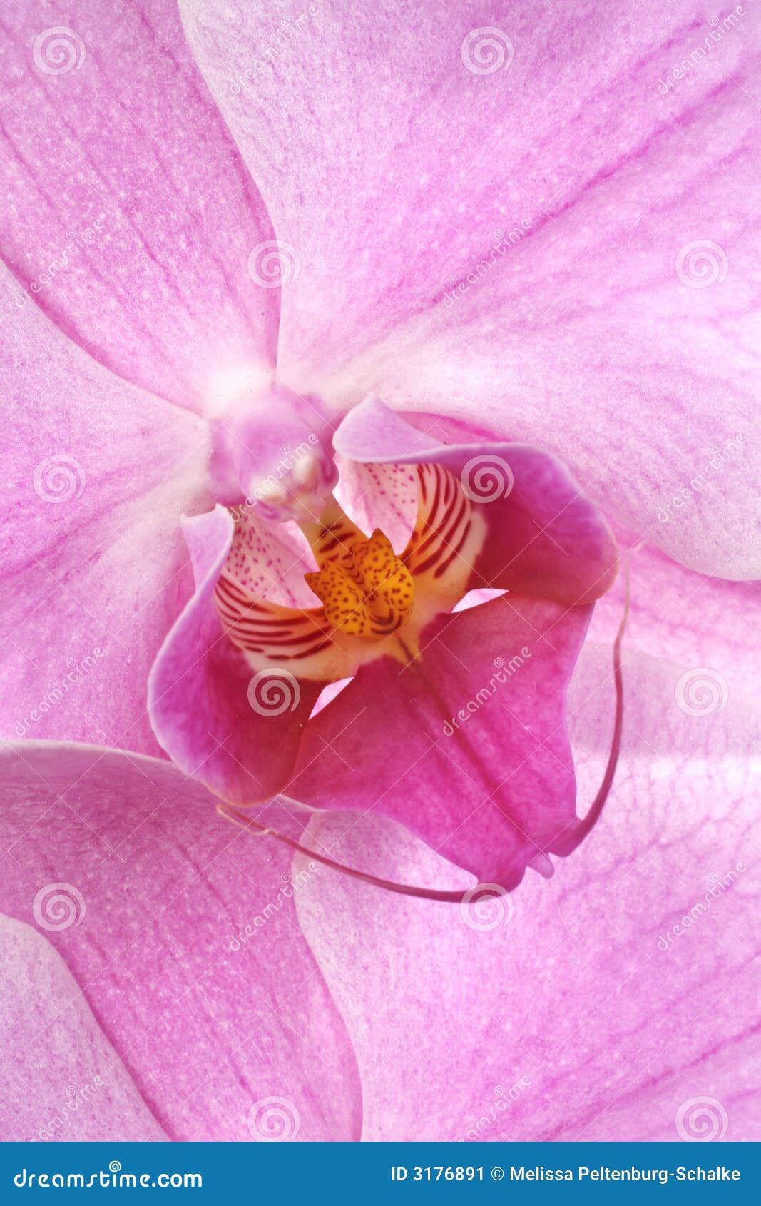 Pink orchid stock image. Image of nature, asian, orchid - 3176891