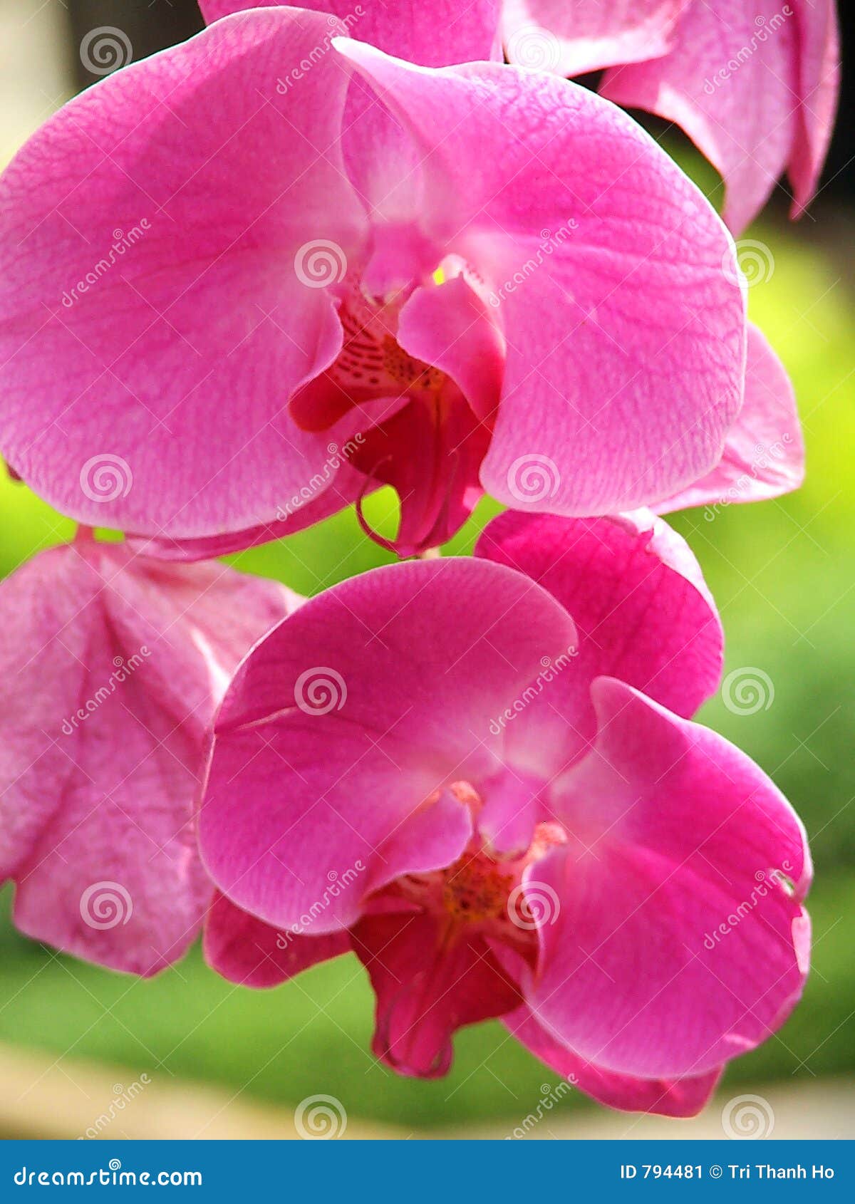 Pink orchid stock image. Image of nature, flowers, pink - 794481