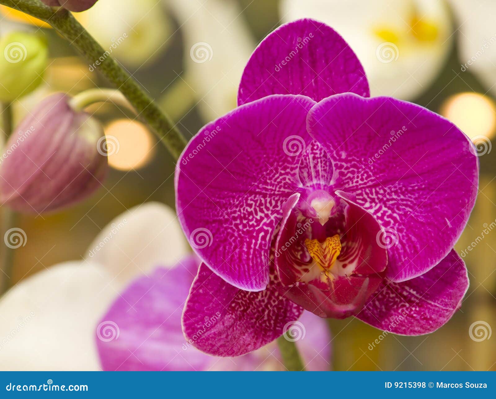 Pink Orchid stock photo. Image of garden, petal, nature - 9215398