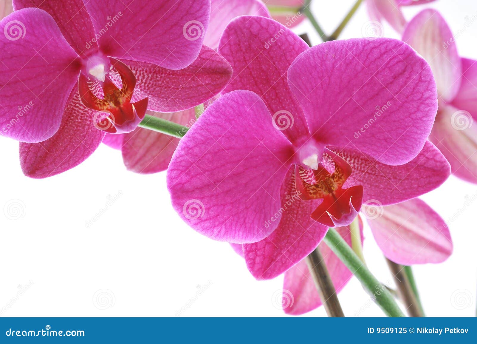 Pink orchid stock image. Image of fresh, orchidaceae, spirit - 9509125