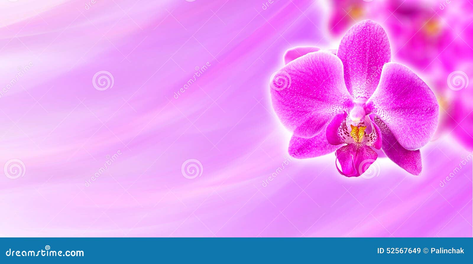 Pink Orchid on Abstract Background Stock Image - Image of elegance ...