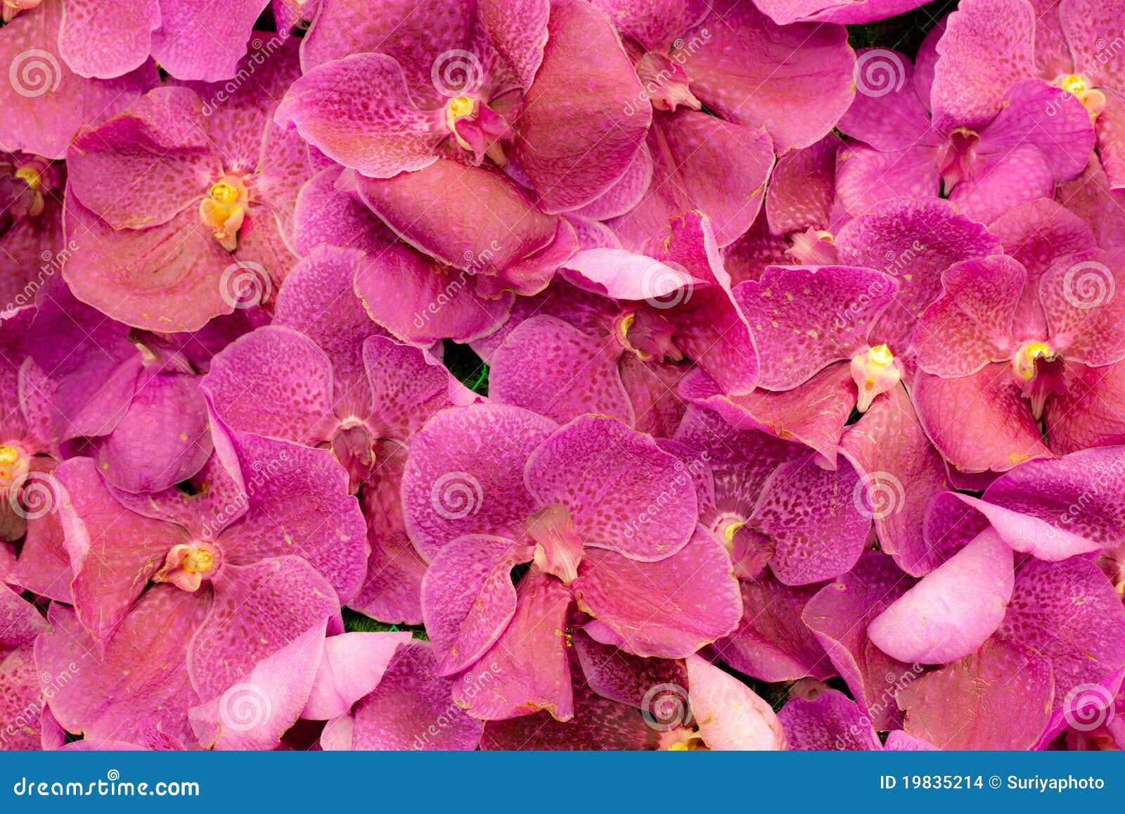 Pink orchid background stock photo. Image of branch, design - 19835214