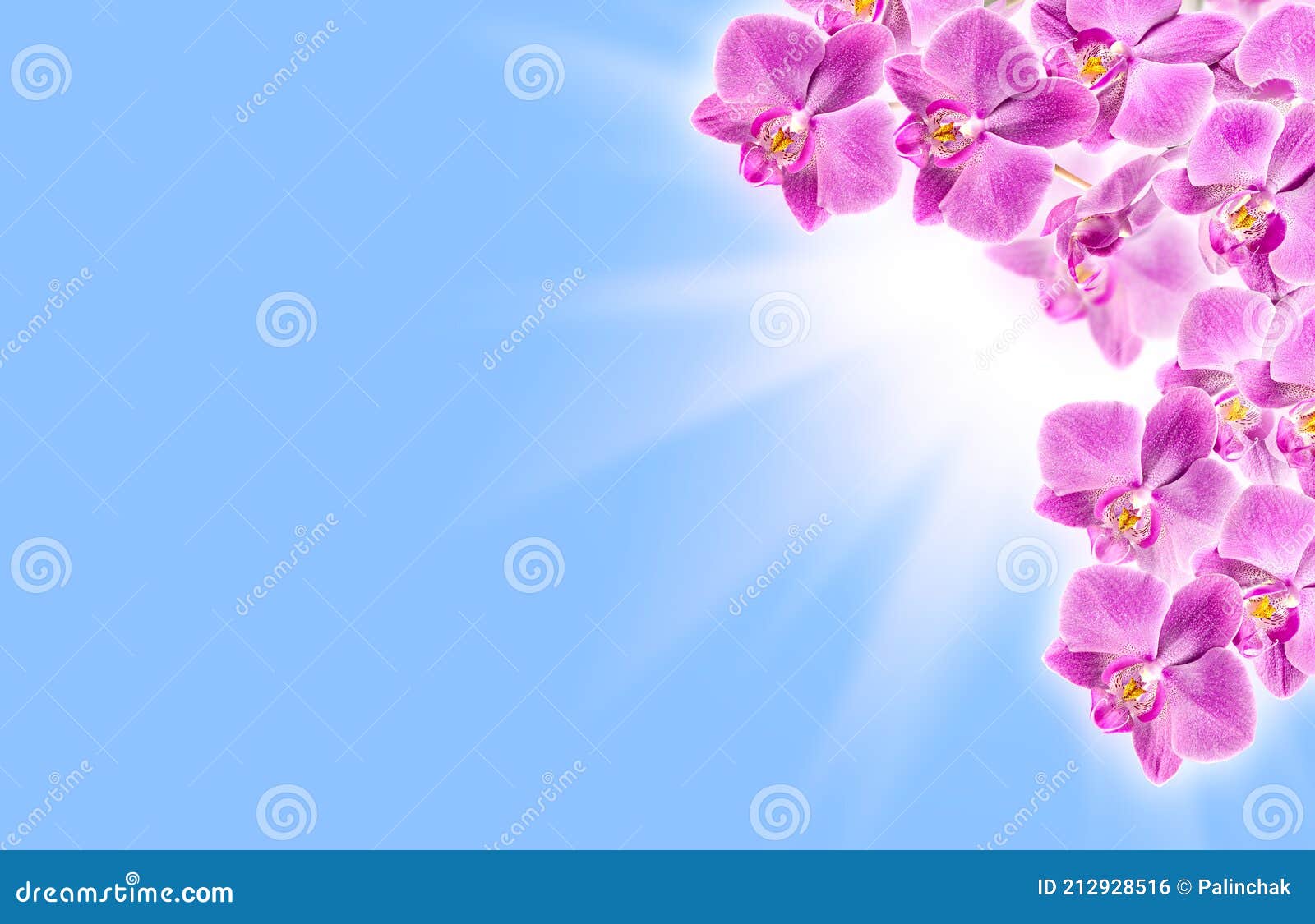 Pink Orchid Border on Blue Background Stock Photo - Image of flower ...