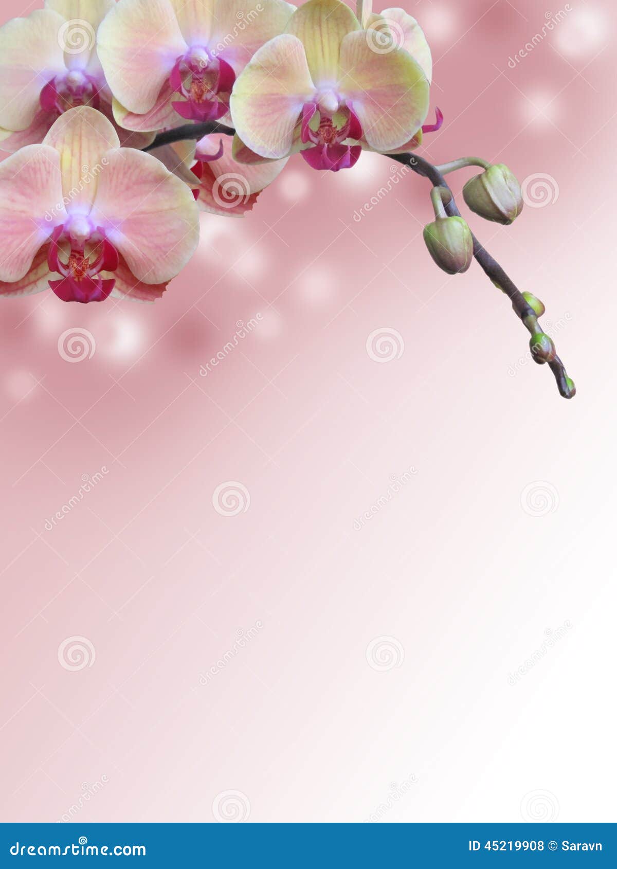 Pink Orchid Branch with Abstract Bokeh Background Stock Photo - Image ...