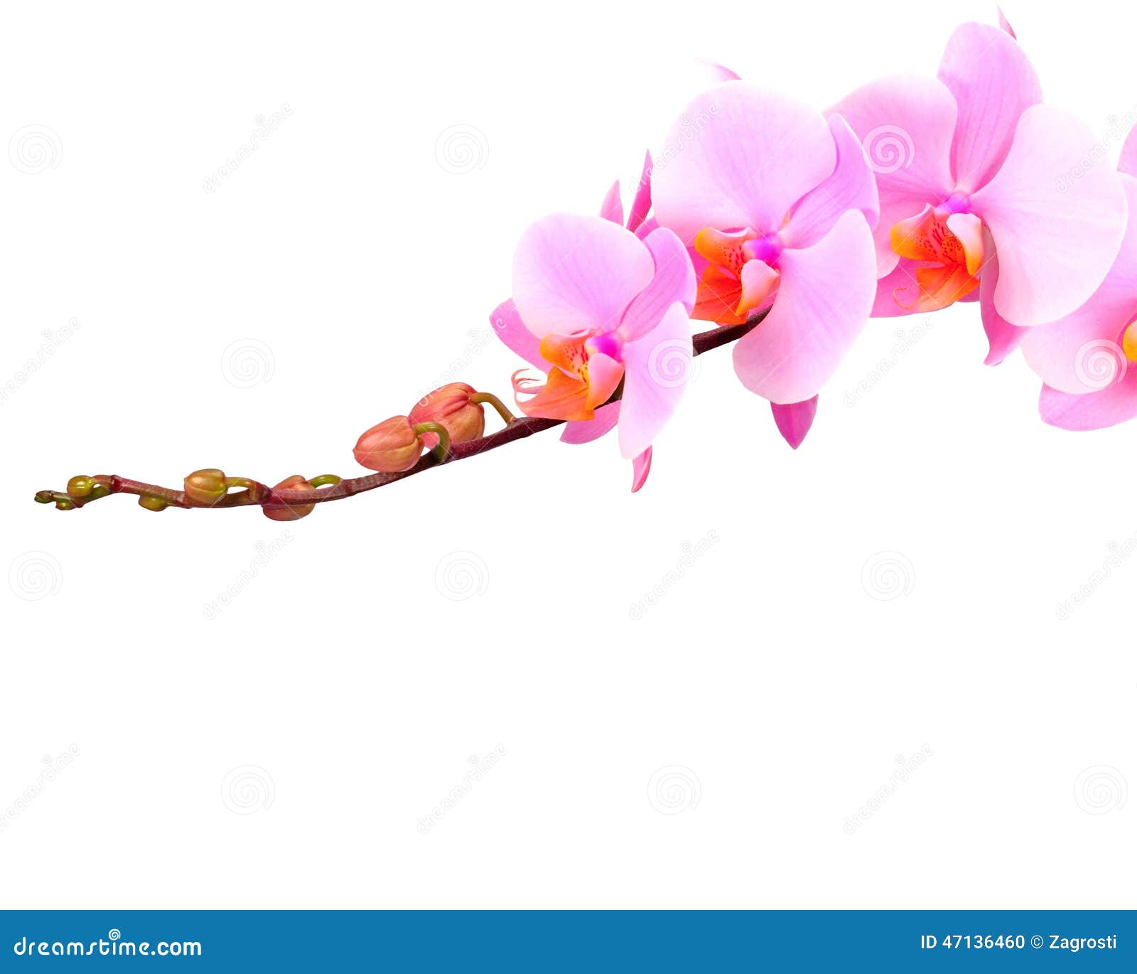 Pink Orchid Branch, Isolated Stock Photo - Image of elegant, branches ...