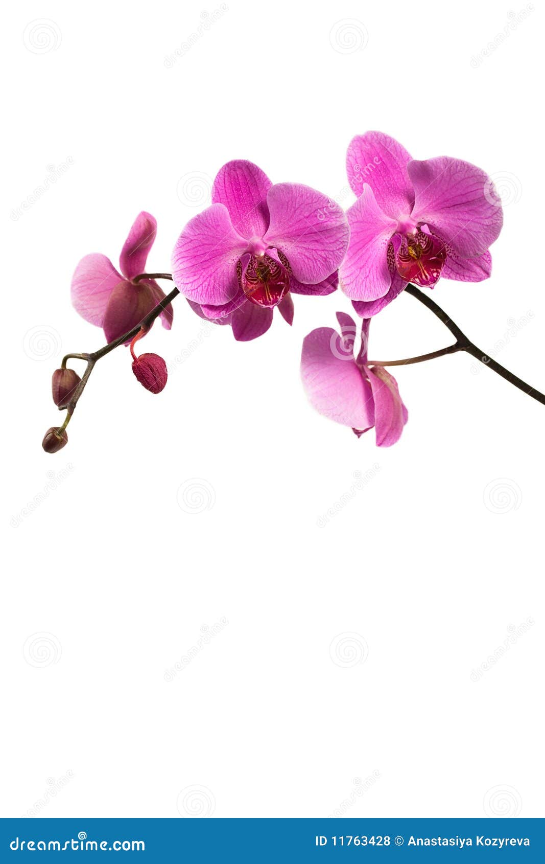 The Orchid Branch Is All In Bloom, Purple Phalaenopsis On A Black ...