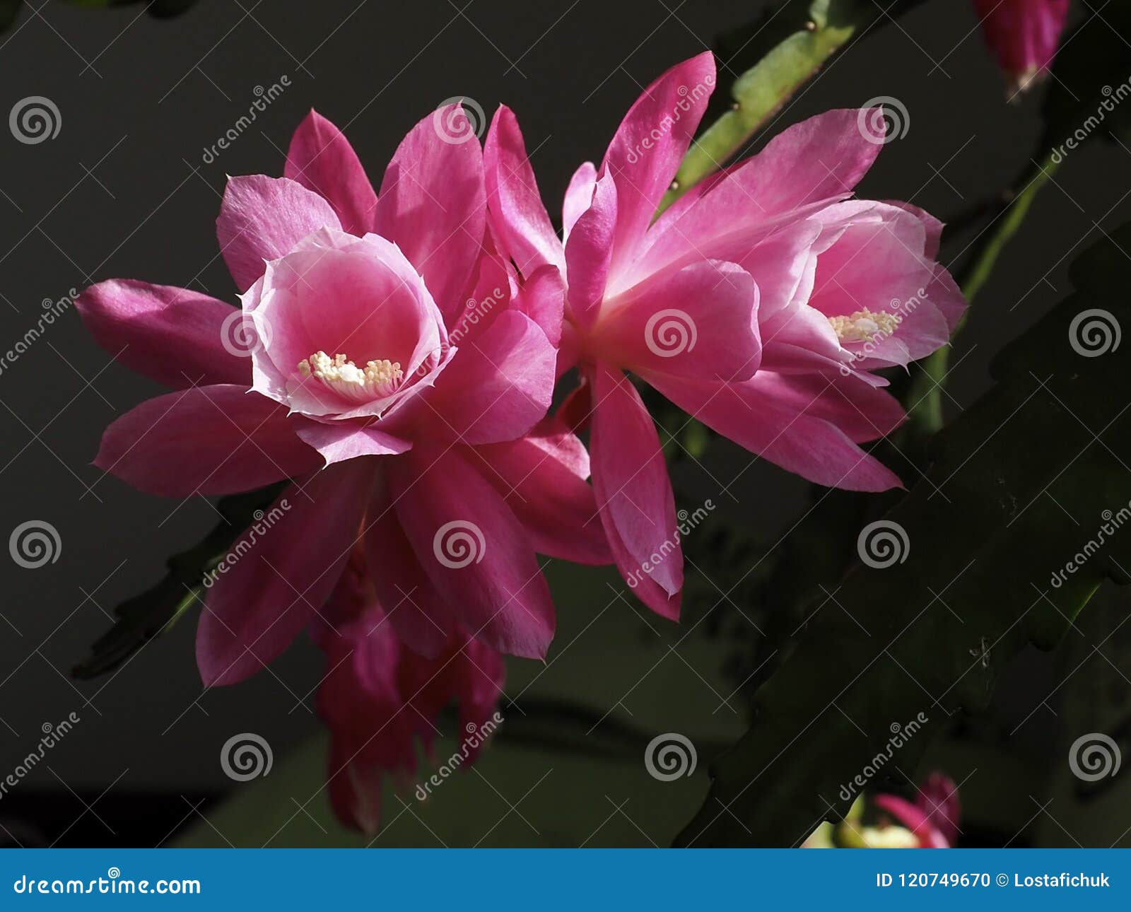 Pink Orchid Cactus in Bloom Stock Photo - Image of botany, epiphyte ...