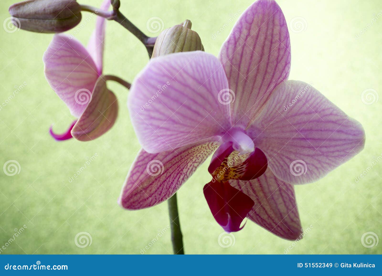 Pink Orchid on Colored Background. Stock Image - Image of pink ...