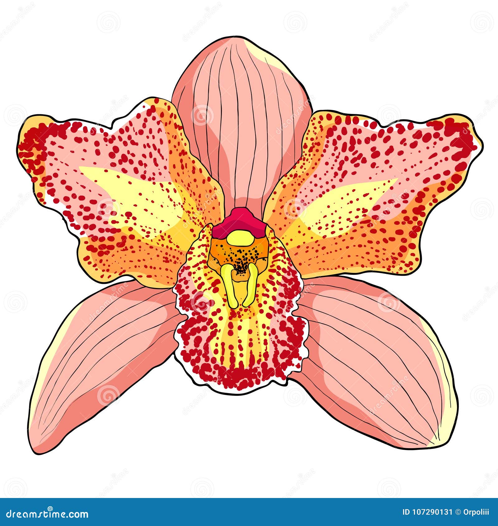 Orchid Cymbidium And Cicada, Hand Drawing On White Background Isolated ...