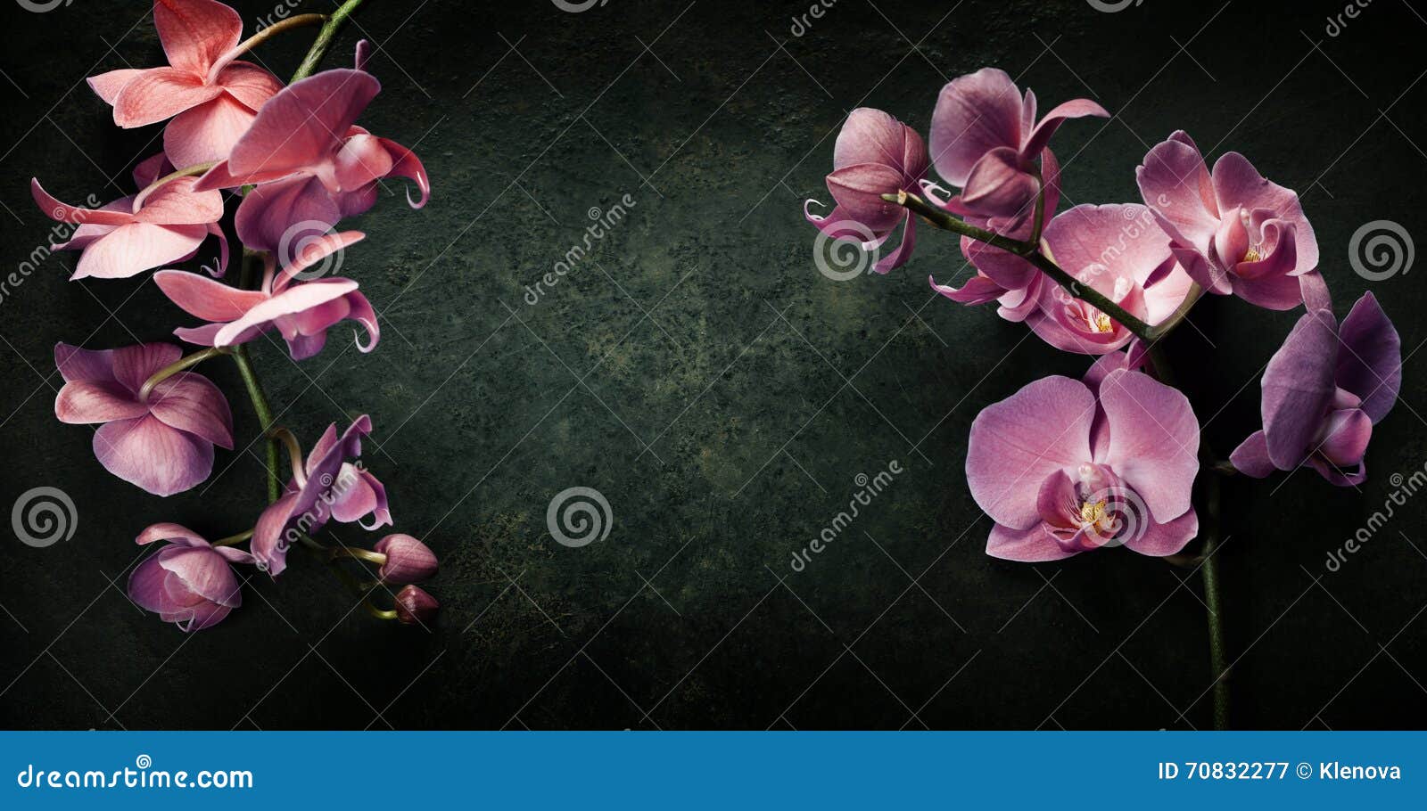 Pink Orchid on a Dark Background Stock Image - Image of pink, massage ...