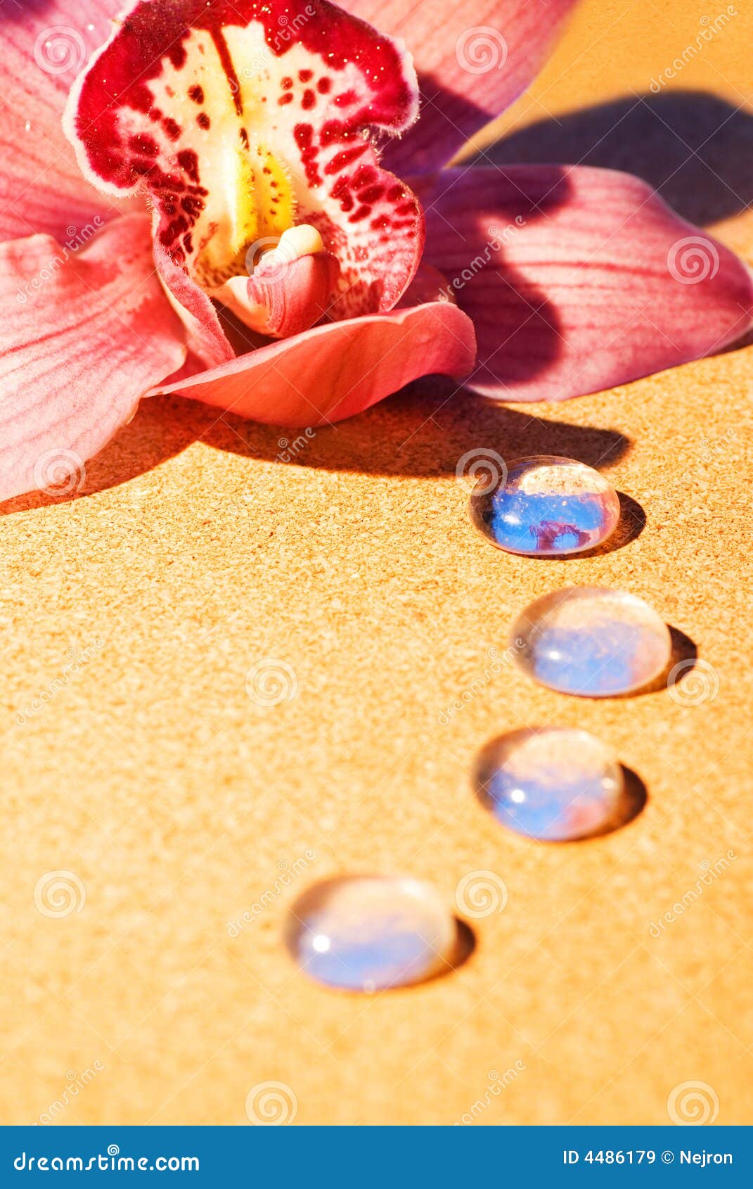 Pink orchid with dew drops stock image. Image of natural - 4486179