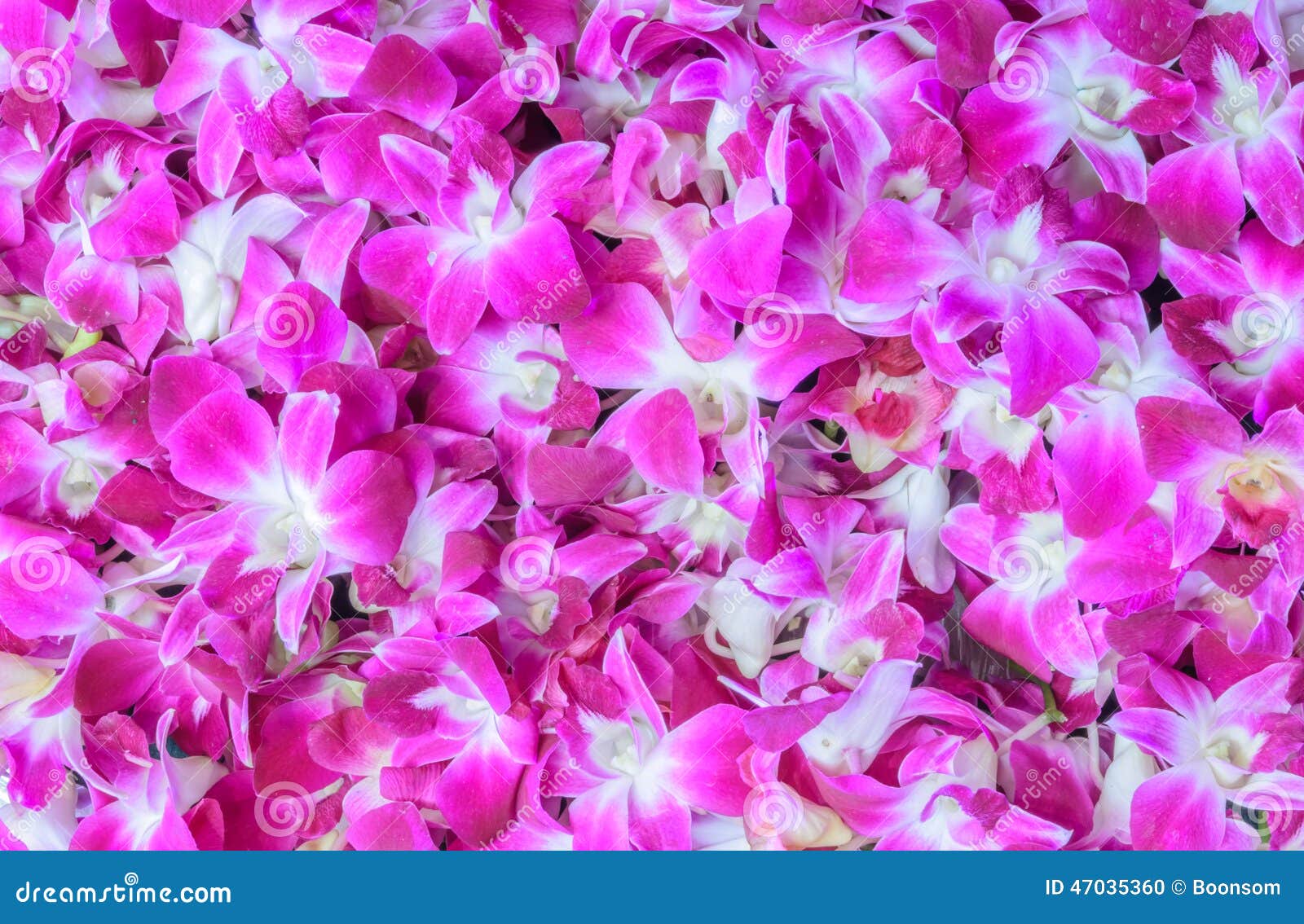 Pink Orchid Flower Background Stock Photo - Image of beautiful ...