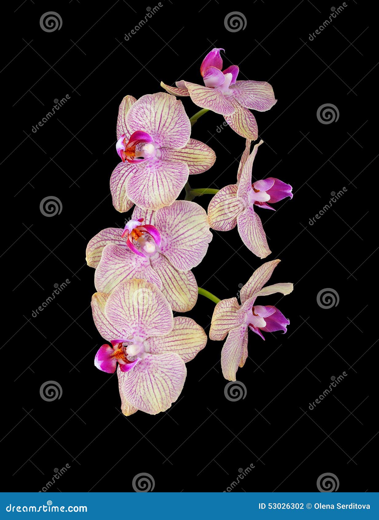 Pink Orchid Flower Isolated on Black Stock Photo - Image of orchidea ...
