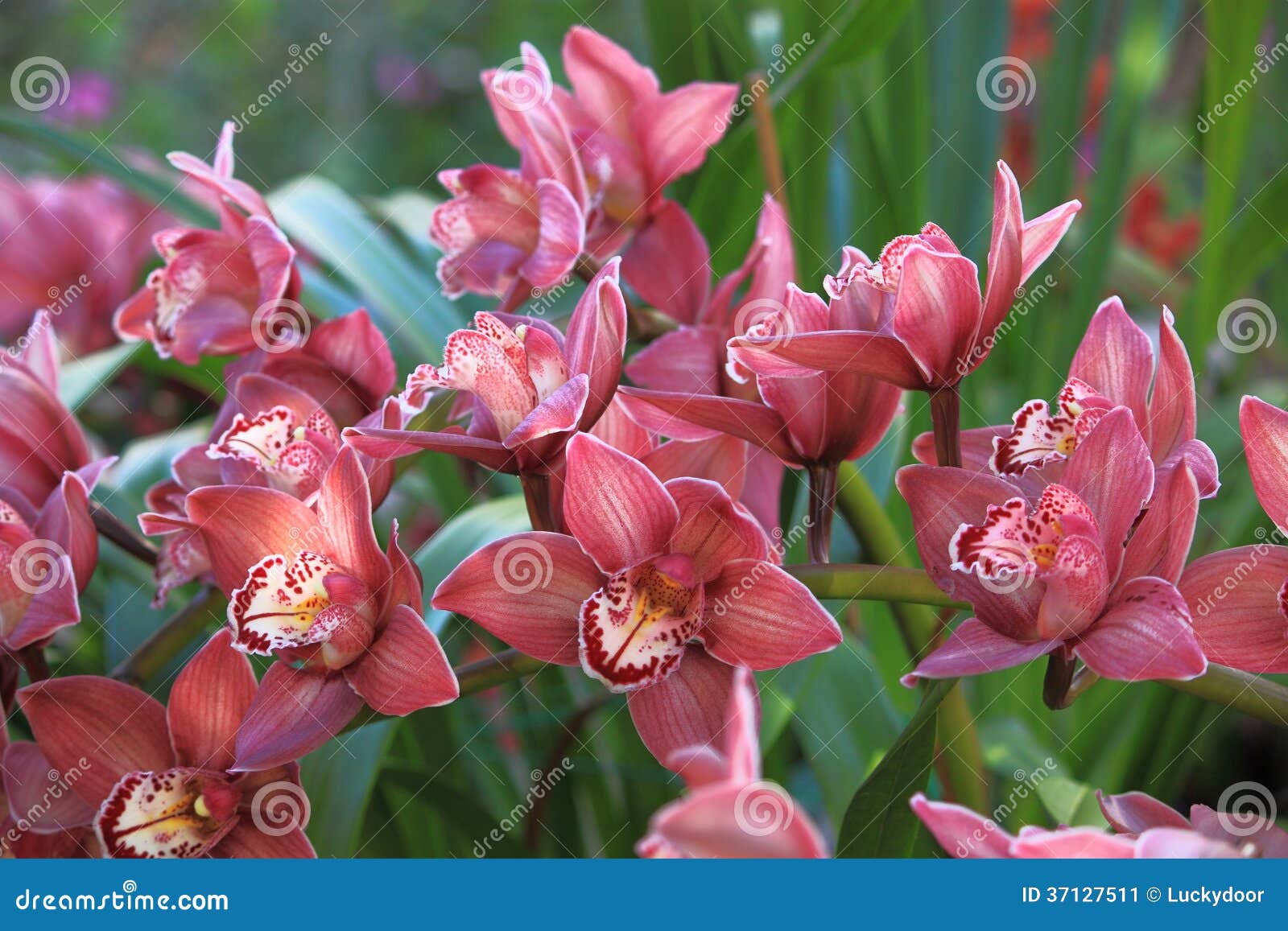 Orchid Flowers Royalty-Free Stock Photography | CartoonDealer.com #24703637