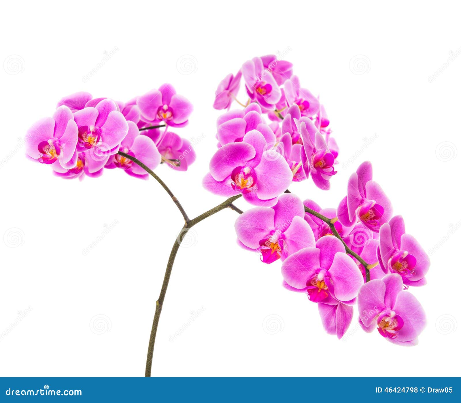 Pink Orchid Flowers Isolated on White Background Stock Photo - Image of ...