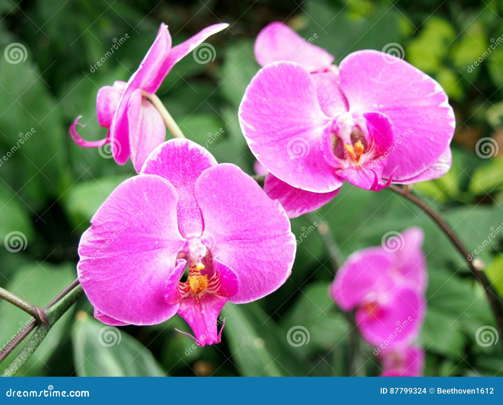 Pink Orchid flowers stock photo. Image of exotic, gardening - 87799324