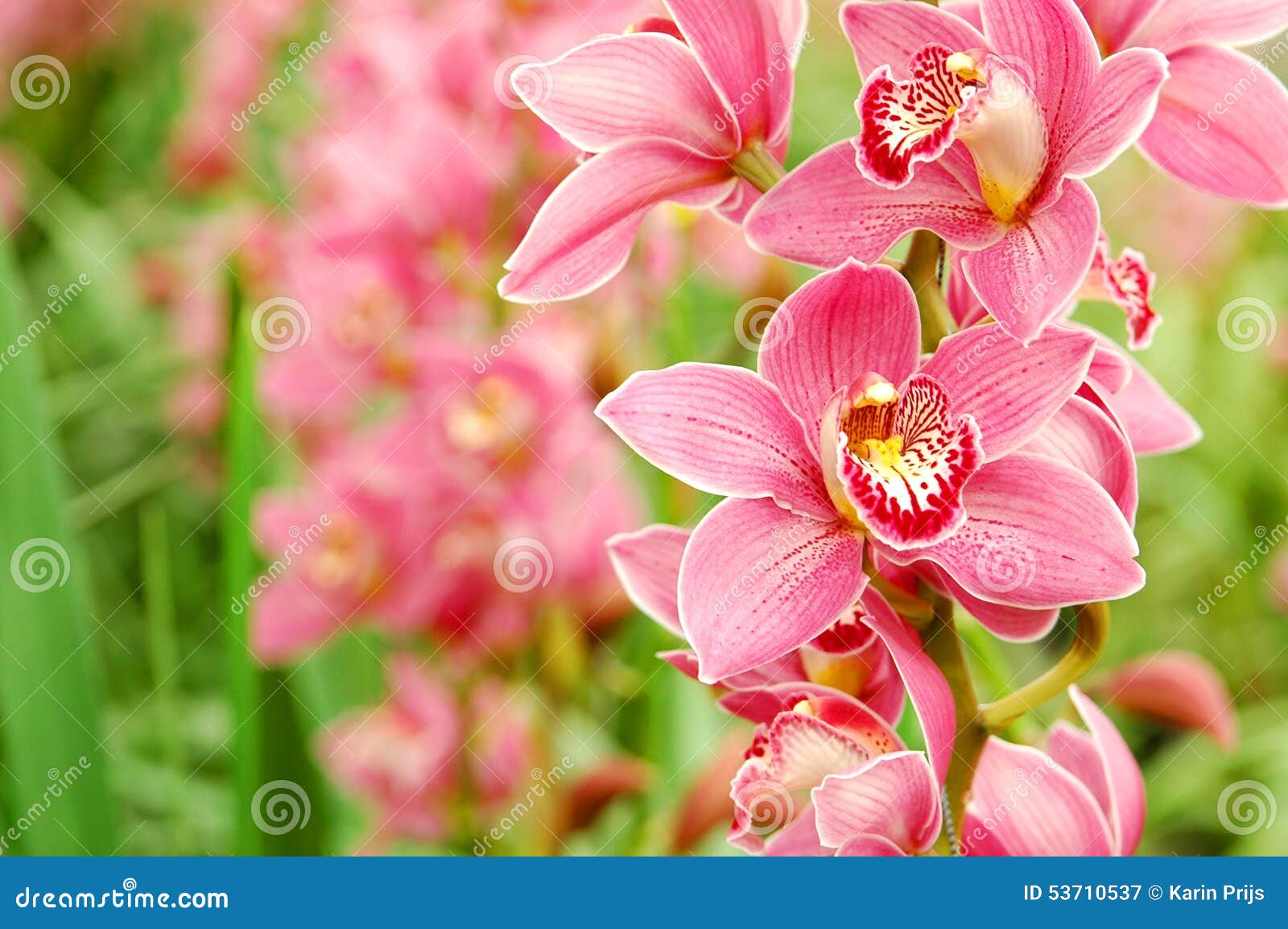 Pink Orchid Flower Stock Photo | CartoonDealer.com #20443104