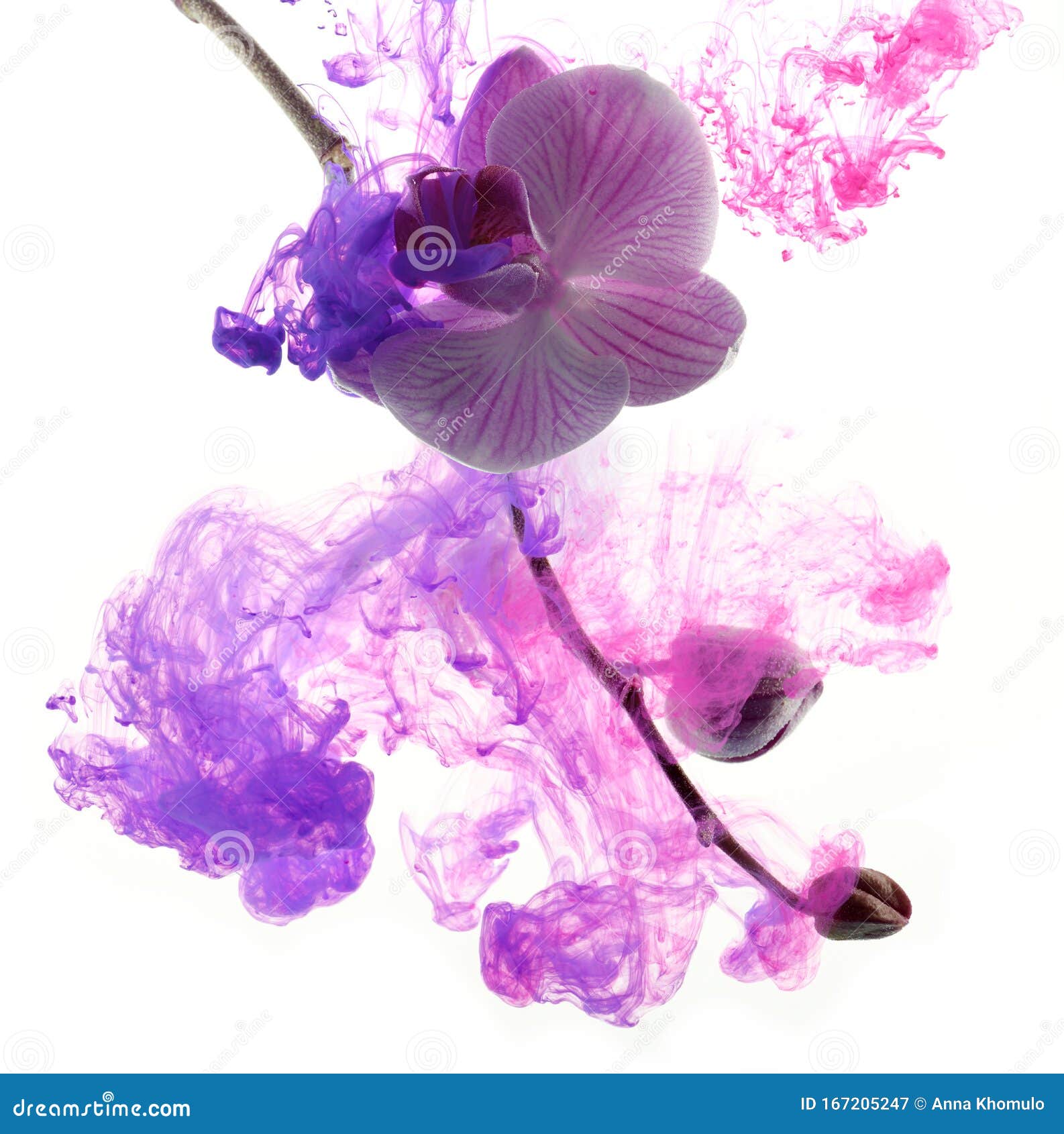 Abstract pink orchid stock image. Image of abstract - 167205247