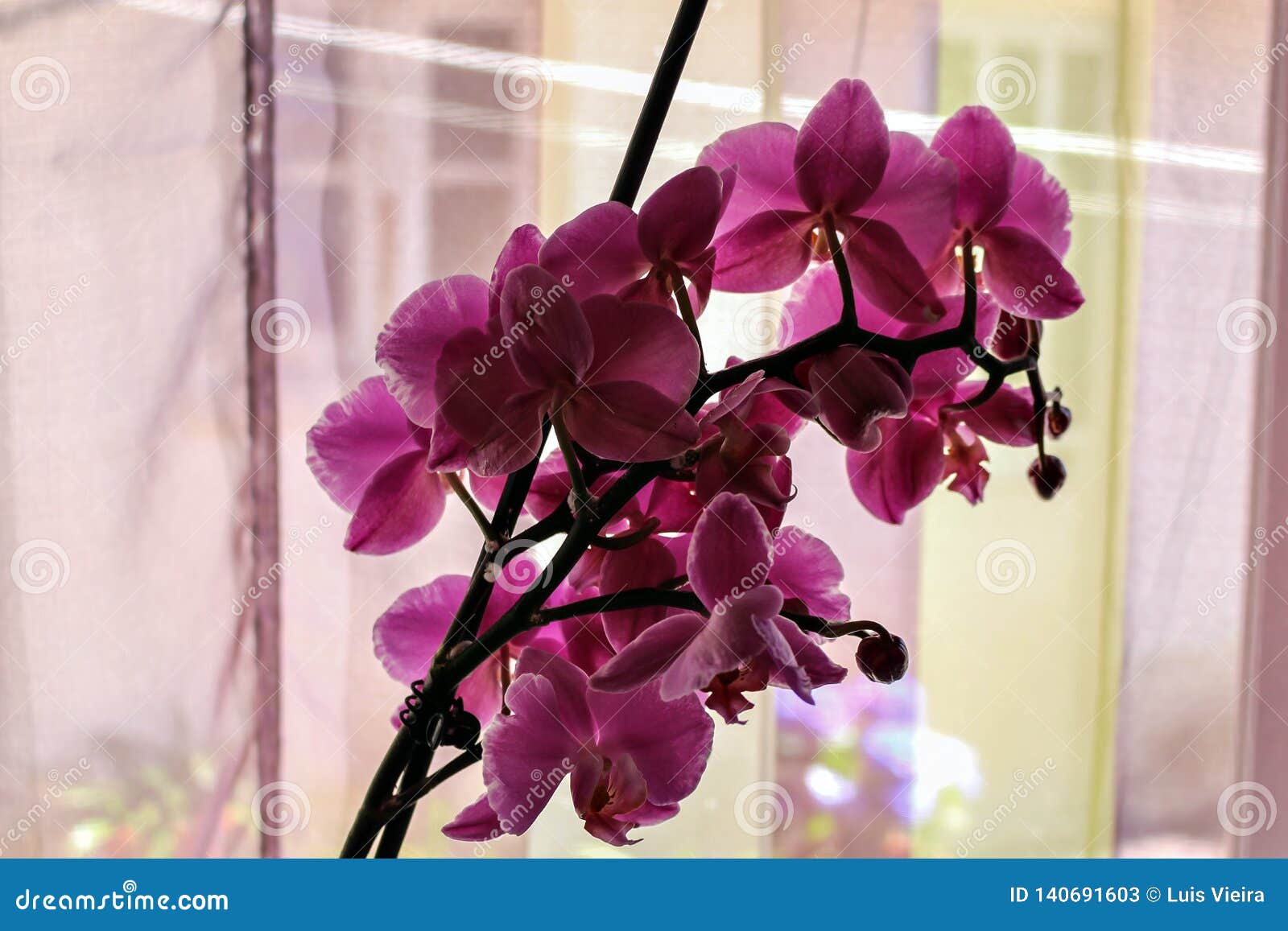 A pink Orchid stock image. Image of bloom, field, orchid - 140691603