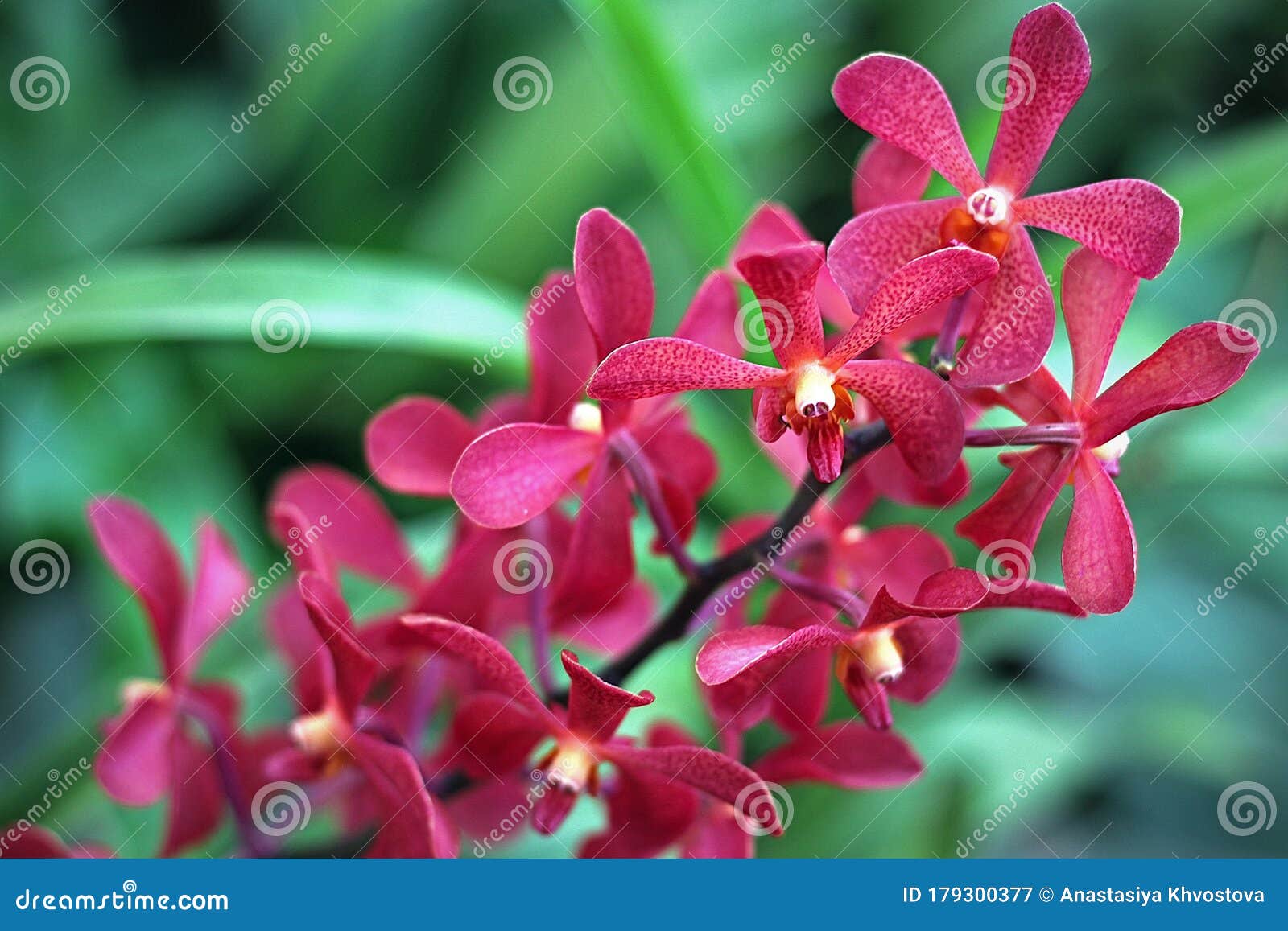 .Pink Orchid with Long Petals Stock Image - Image of plant, closeup ...