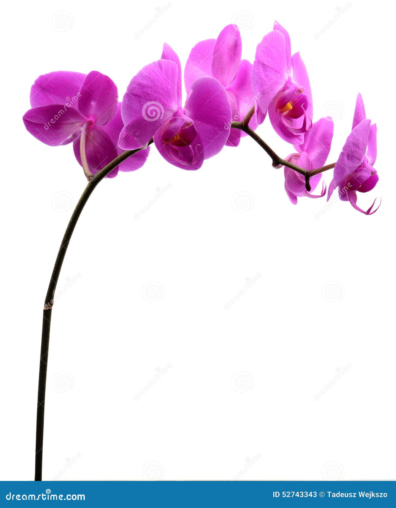 397 Purple Flower Long Stalk Stock Photos - Free & Royalty-Free Stock ...