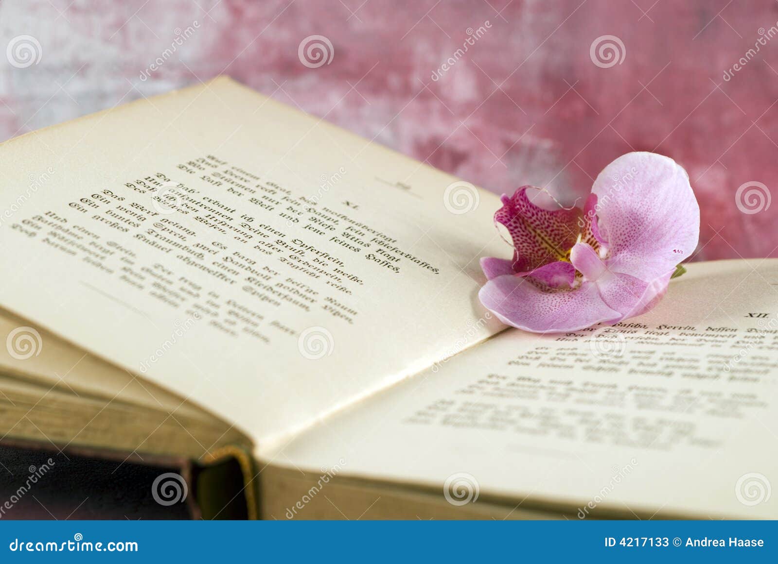 Pink orchid on old book stock image. Image of poetry, blooms - 4217133