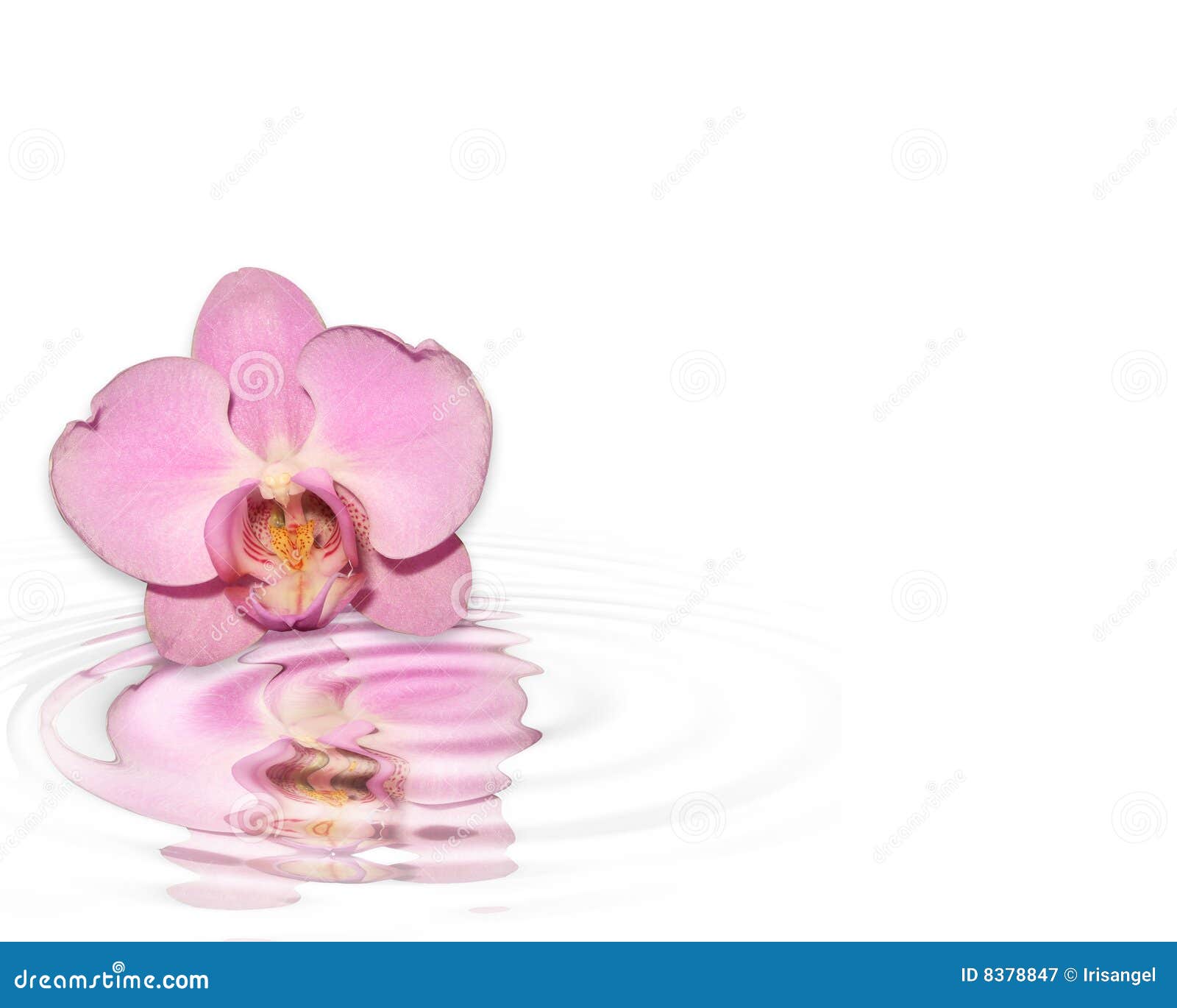 Pink Orchid Flowers Border Frame Template Card Royalty-Free Stock Image ...