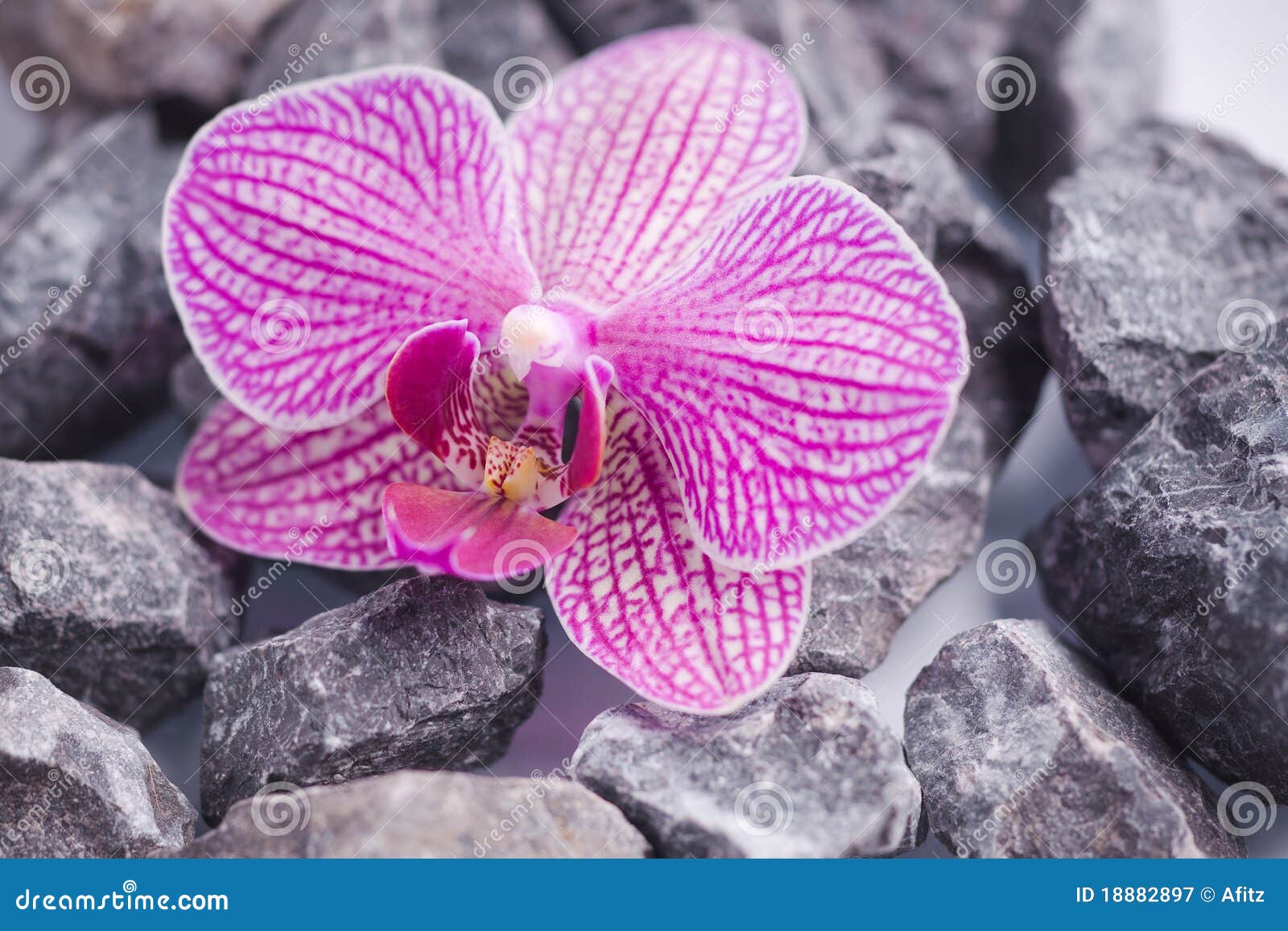Pink orchid with stones stock image. Image of flora, hard - 18882897