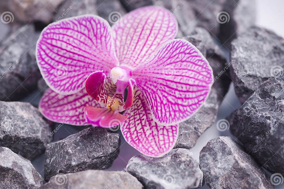 Pink orchid with stones stock image. Image of flora, hard - 18882897