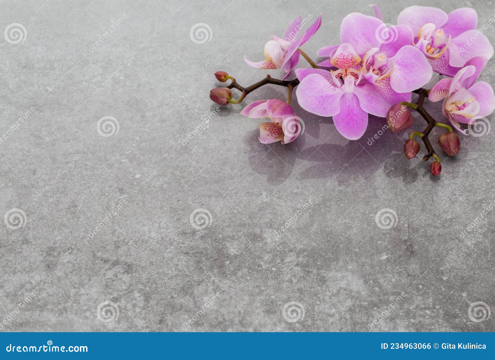 Pink Orchid Theme Objects on Pastel Background Stock Photo - Image of ...