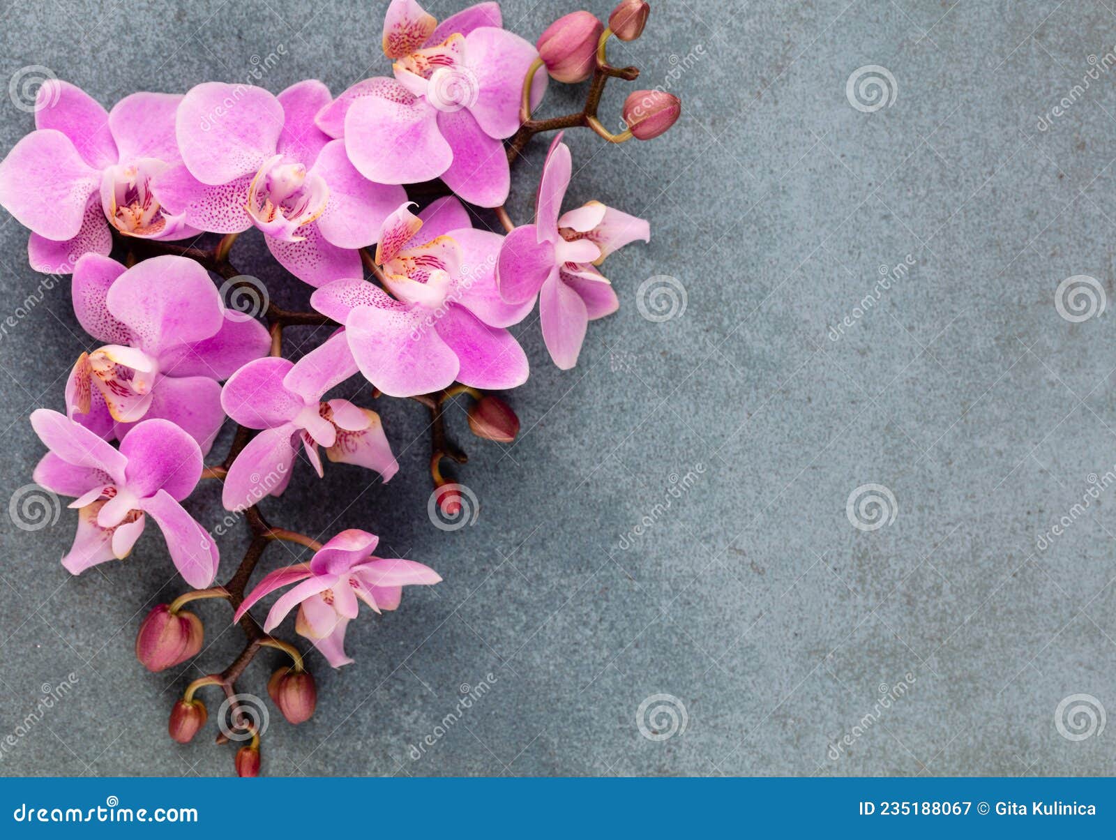Pink Orchid Theme Objects on Pastel Background Stock Image - Image of ...