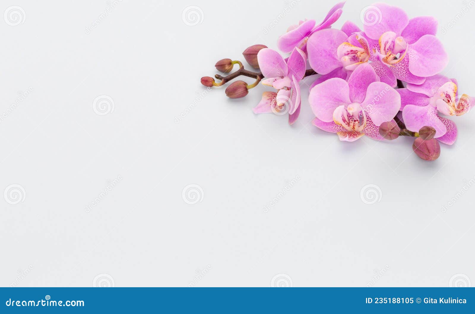 Pink Orchid Theme Objects on Pastel Background. Stock Image - Image of ...