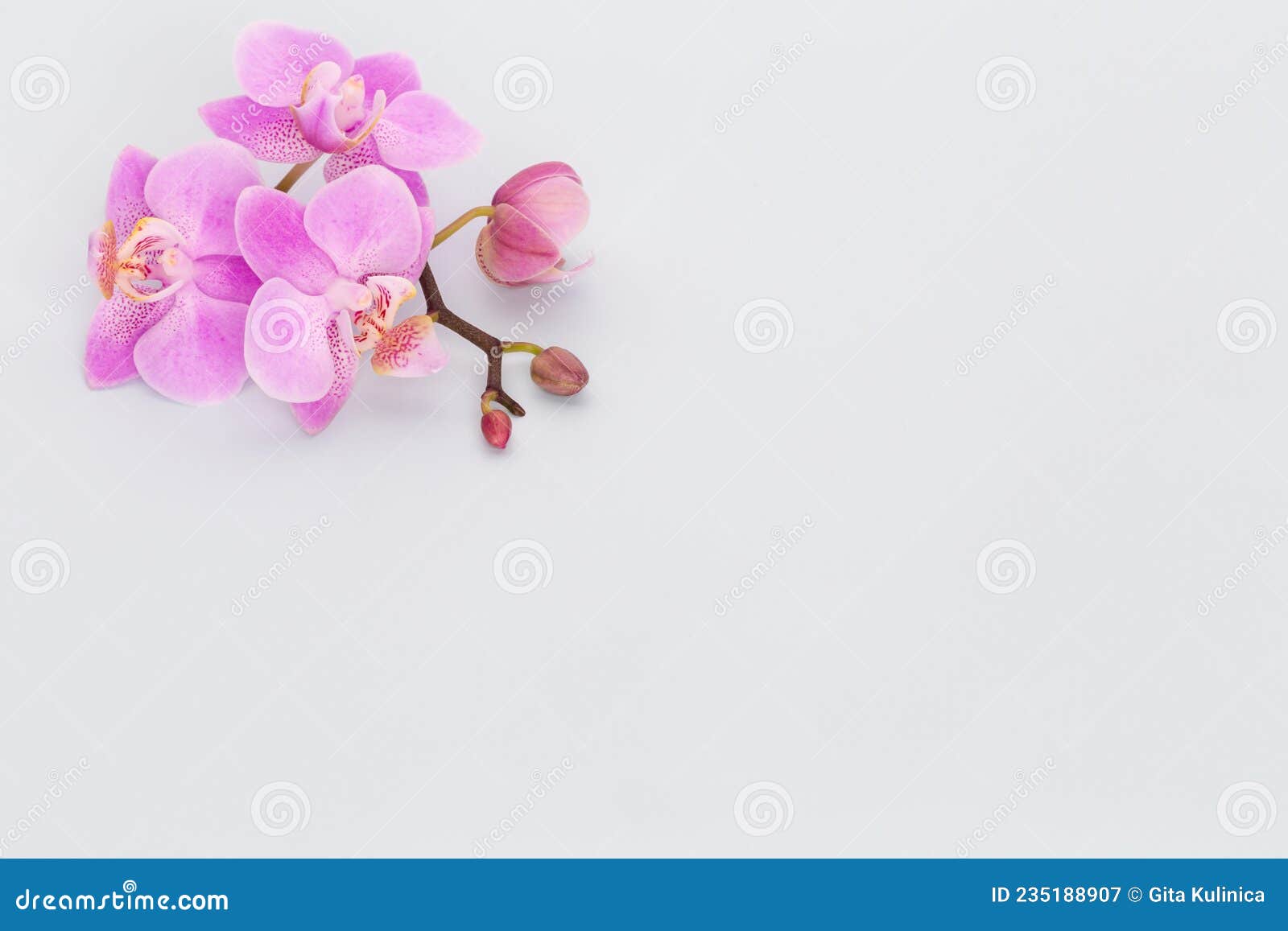 Pink Orchid Theme Objects on Pastel Background Stock Image - Image of ...