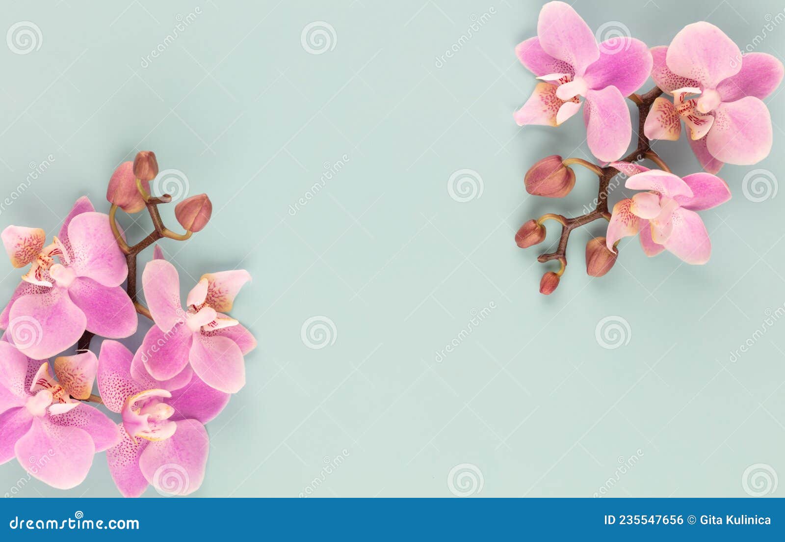 Pink Orchid Theme Objects on Pastel Background Stock Photo - Image of ...