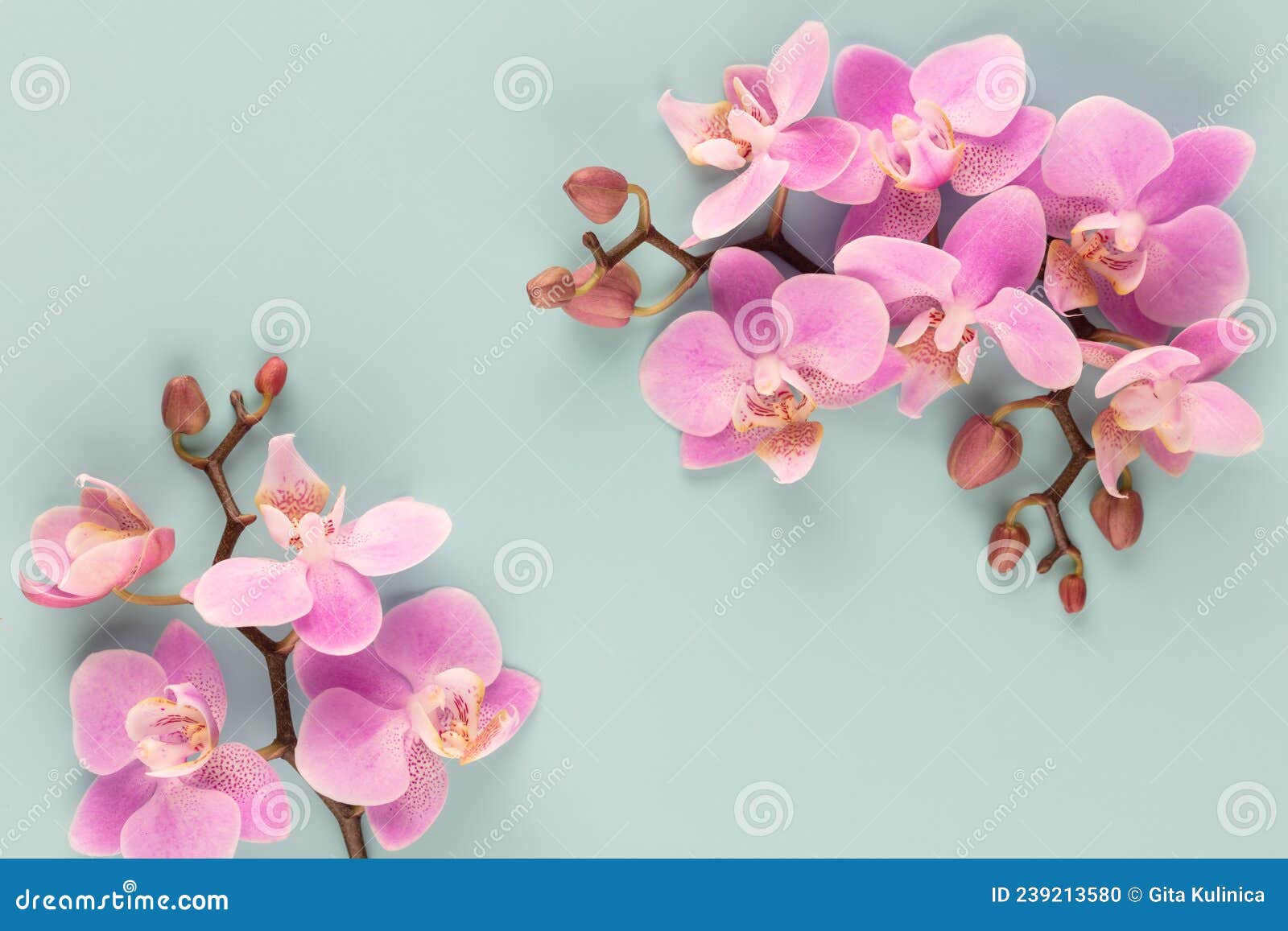 Pink Orchid Theme Objects on Pastel Background Stock Photo - Image of ...