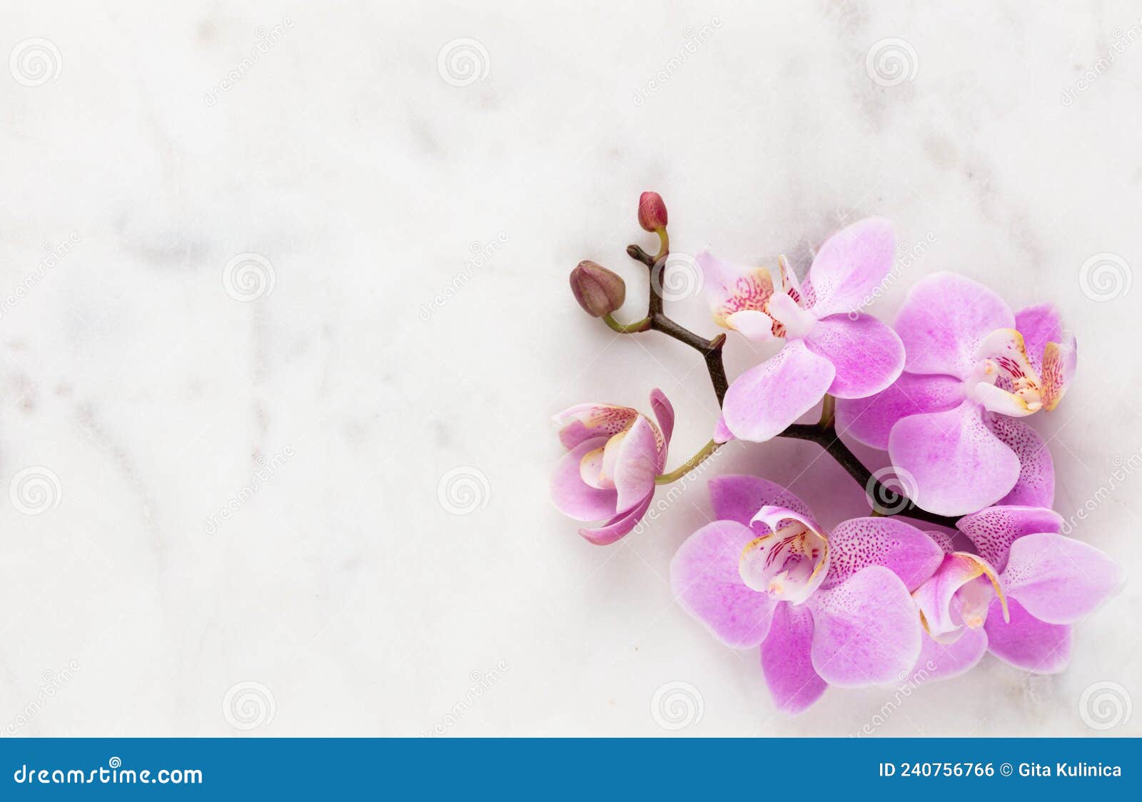 Pink Orchid Theme Objects on Pastel Background Stock Photo - Image of ...