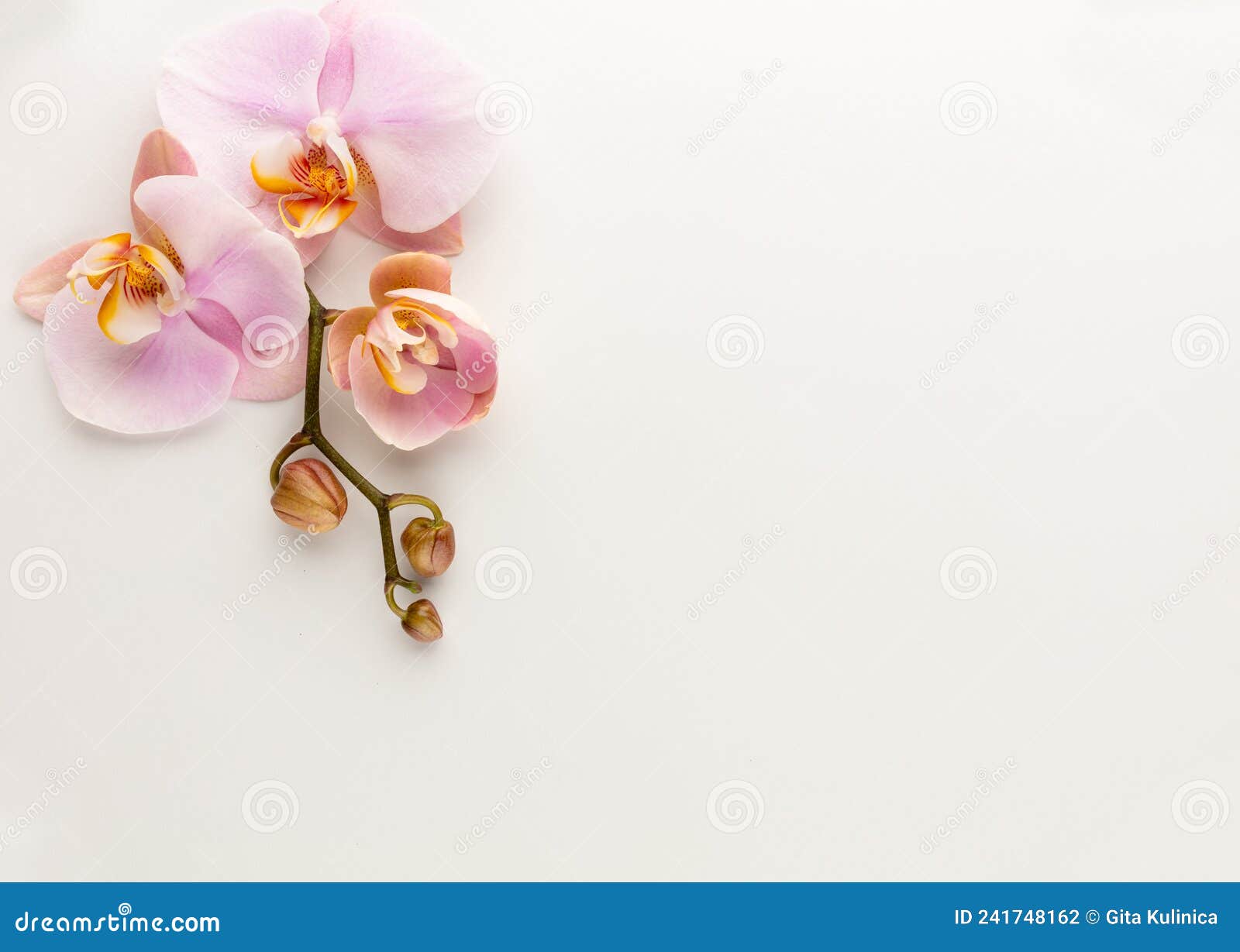 Pink Orchid Theme Objects on Pastel Background Stock Photo - Image of ...
