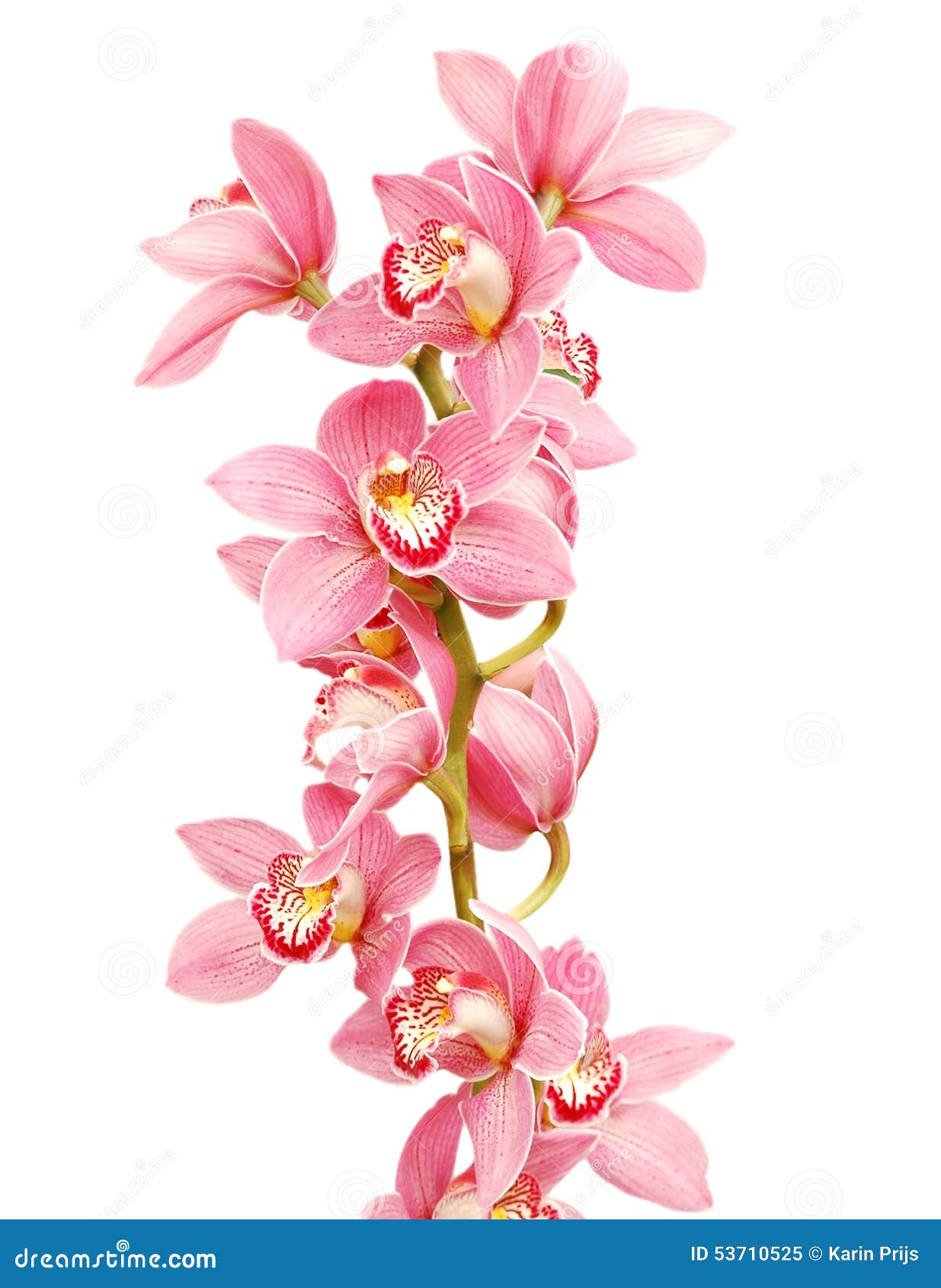 Pink Orchid stock image. Image of objects, horizontal - 53710525