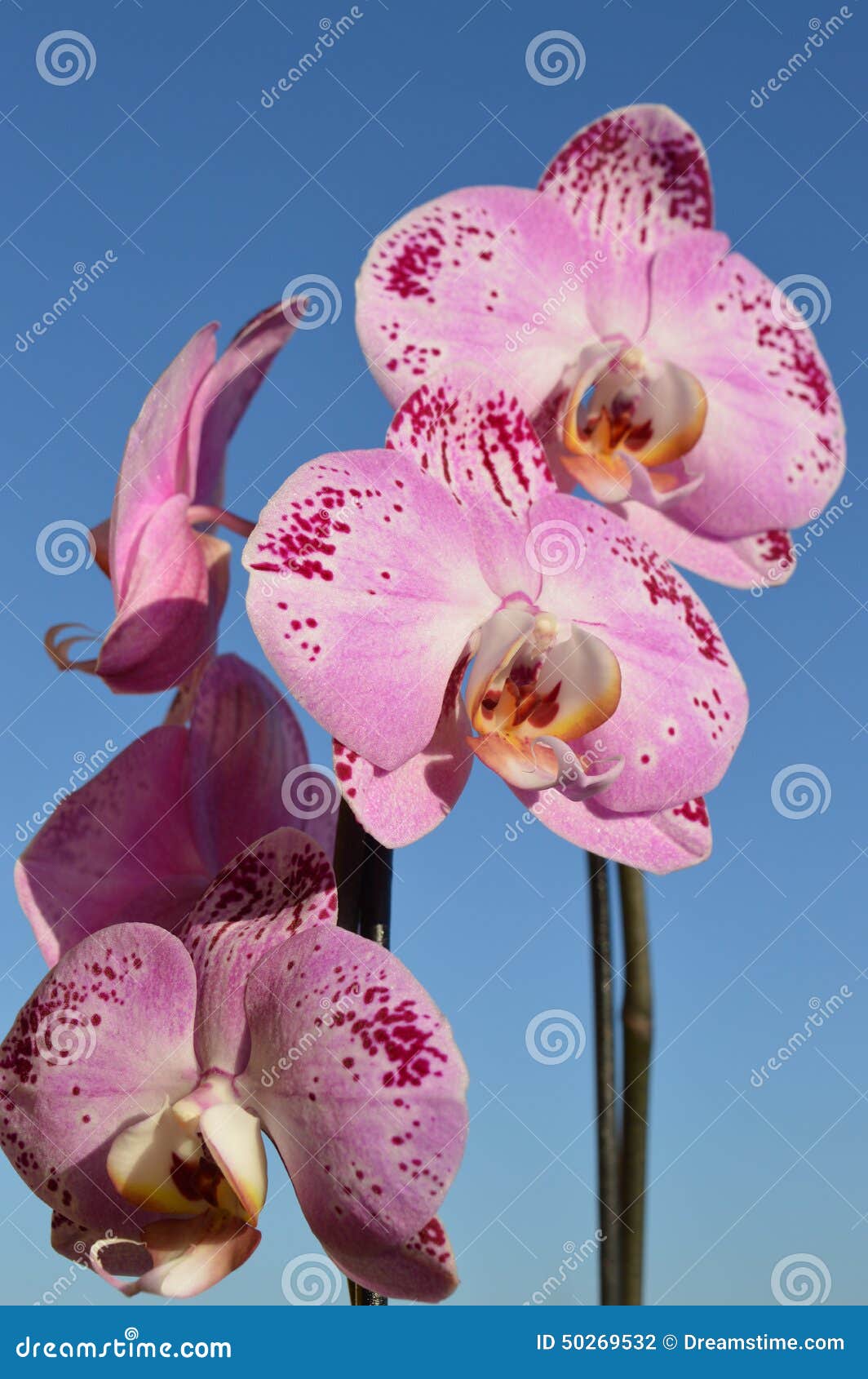 Pink orchidea stock photo. Image of blue, clean, nature - 50269532
