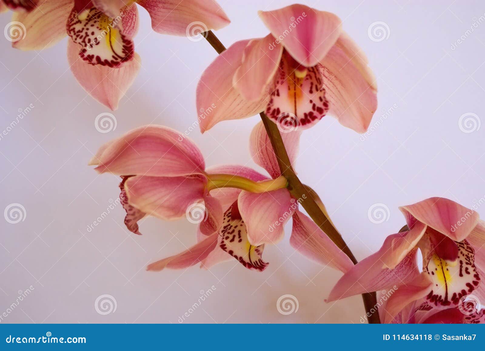 Pink orchidea stock photo. Image of beauty, blossom - 114634118